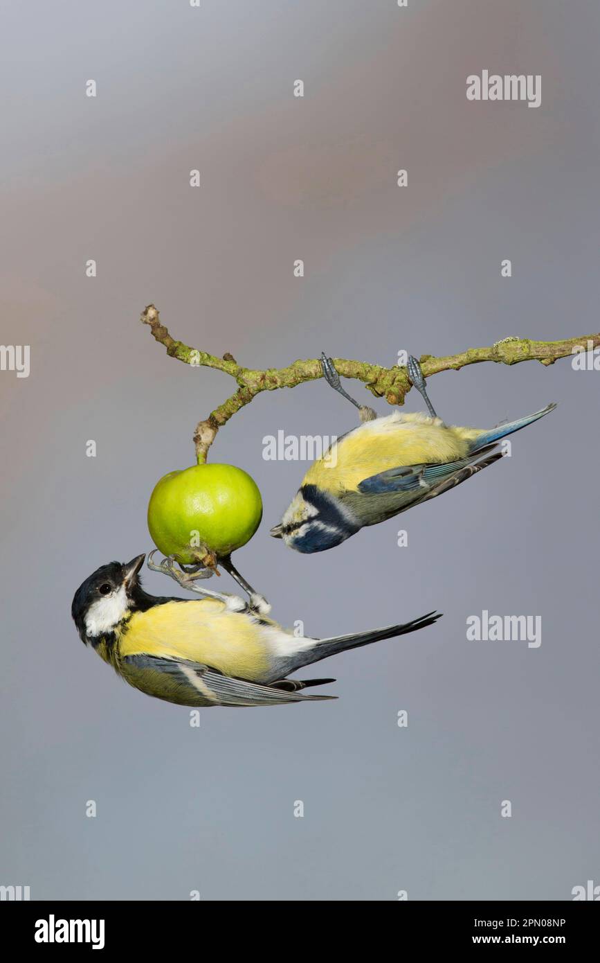 Great Tit (Parus major) adult, and Blue Tit (Parus caeruleus) adult ...
