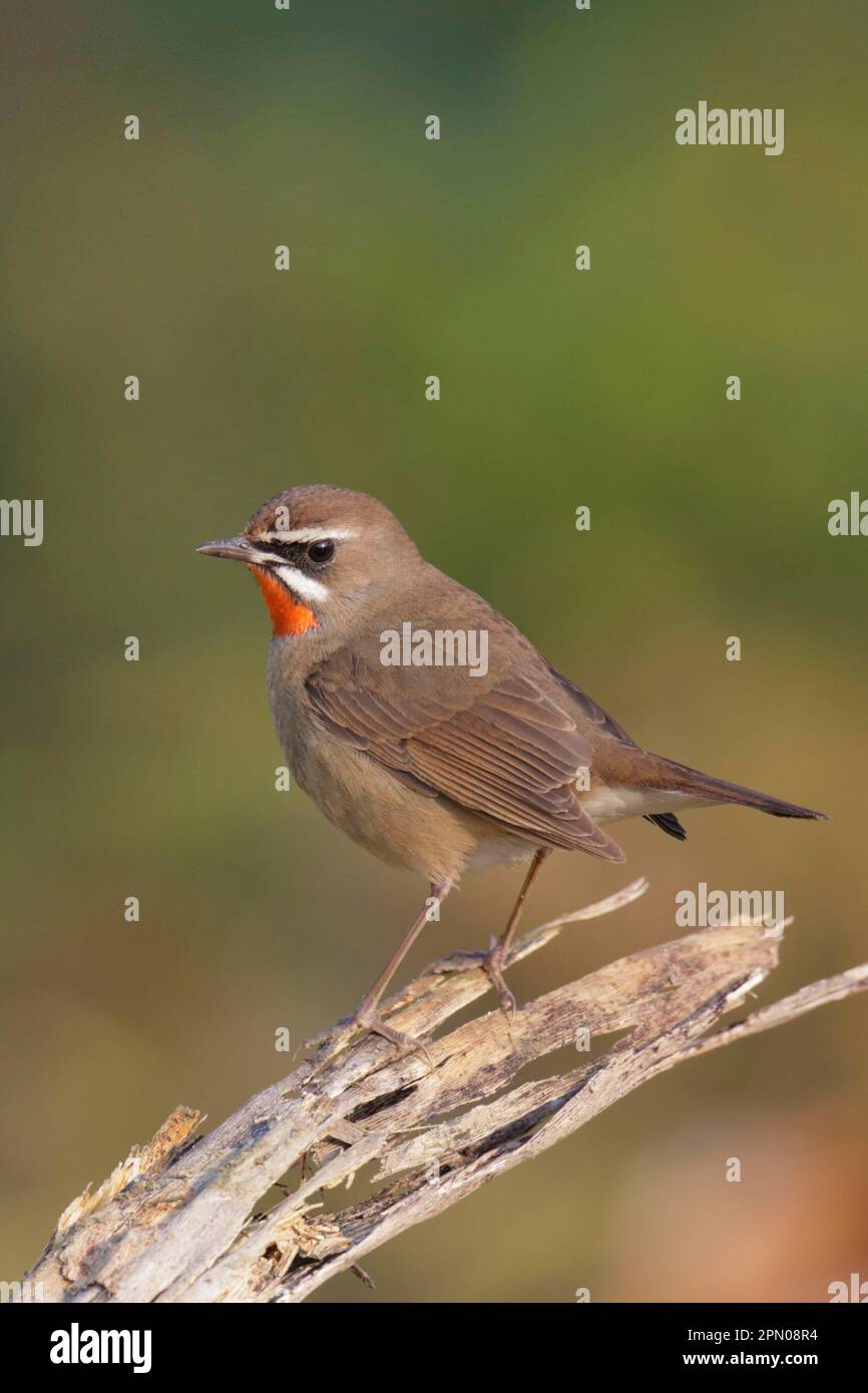 Siberian Rubythroat (Luscinia calliope) adult male, perched on stem ...