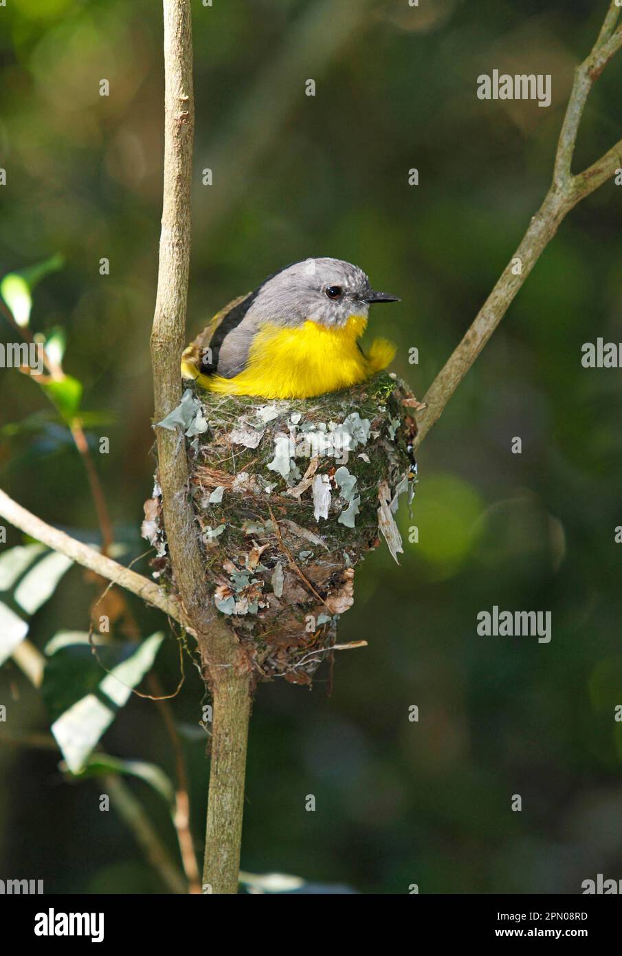 Eastern yellow robin (Eopsaltria australis), songbirds, animals, birds ...