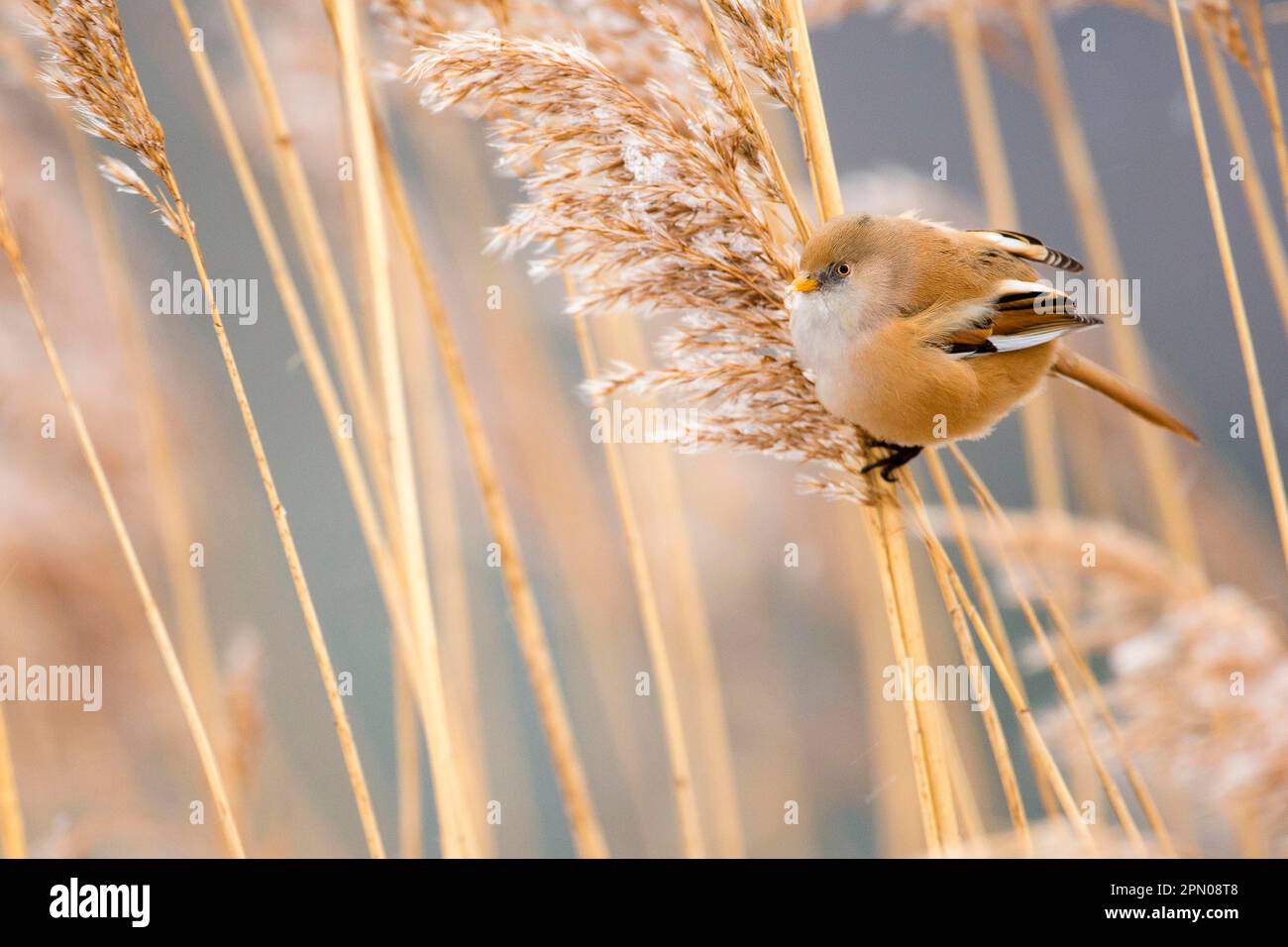 Bearded reedling (Panurus biarmicus), adult female, sitting on a reed ...