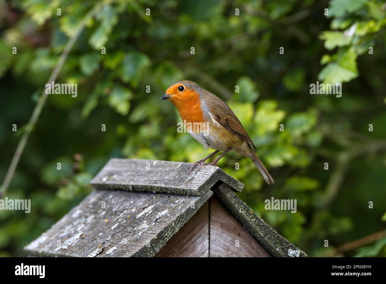 Robin, songbirds, animals, birds, Robin on bird table roof Stock Photo ...