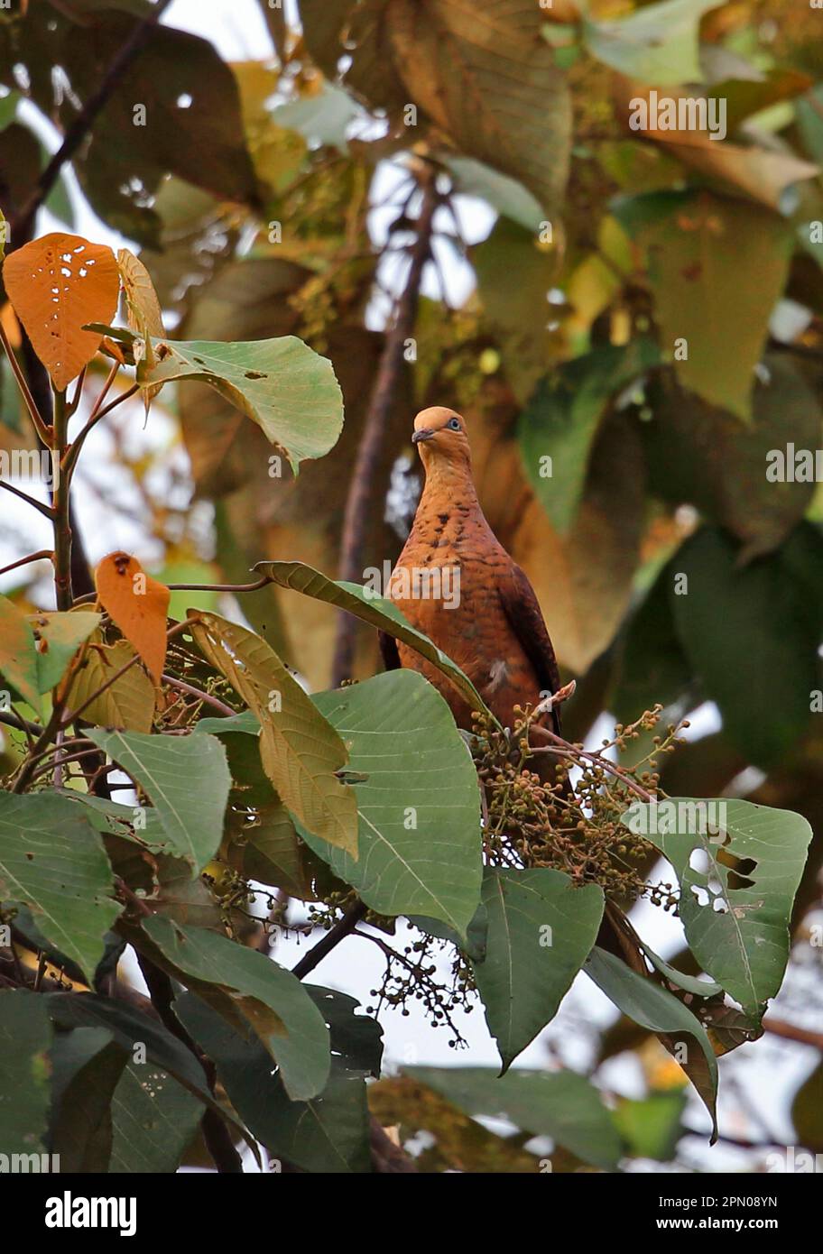 Little Cuckoo Dove, Red-mantled Dove, Little Cuckoo Doves, Red-mantled ...