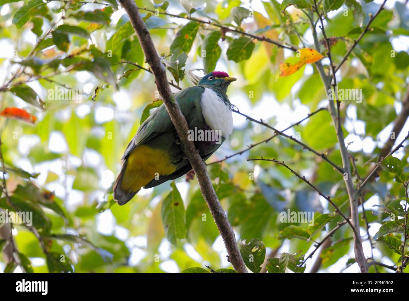 White-bibbed Fruit-dove (Ptilinopus rivoli) adult, perched on branch ...