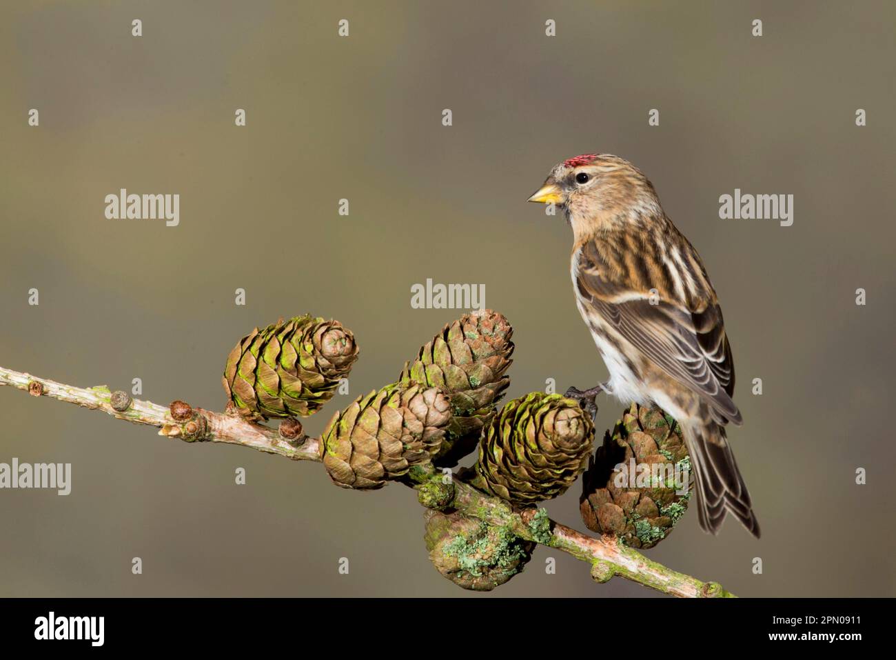 Lesser lesser redpoll (Carduelis cabaret), adult female, sitting on ...