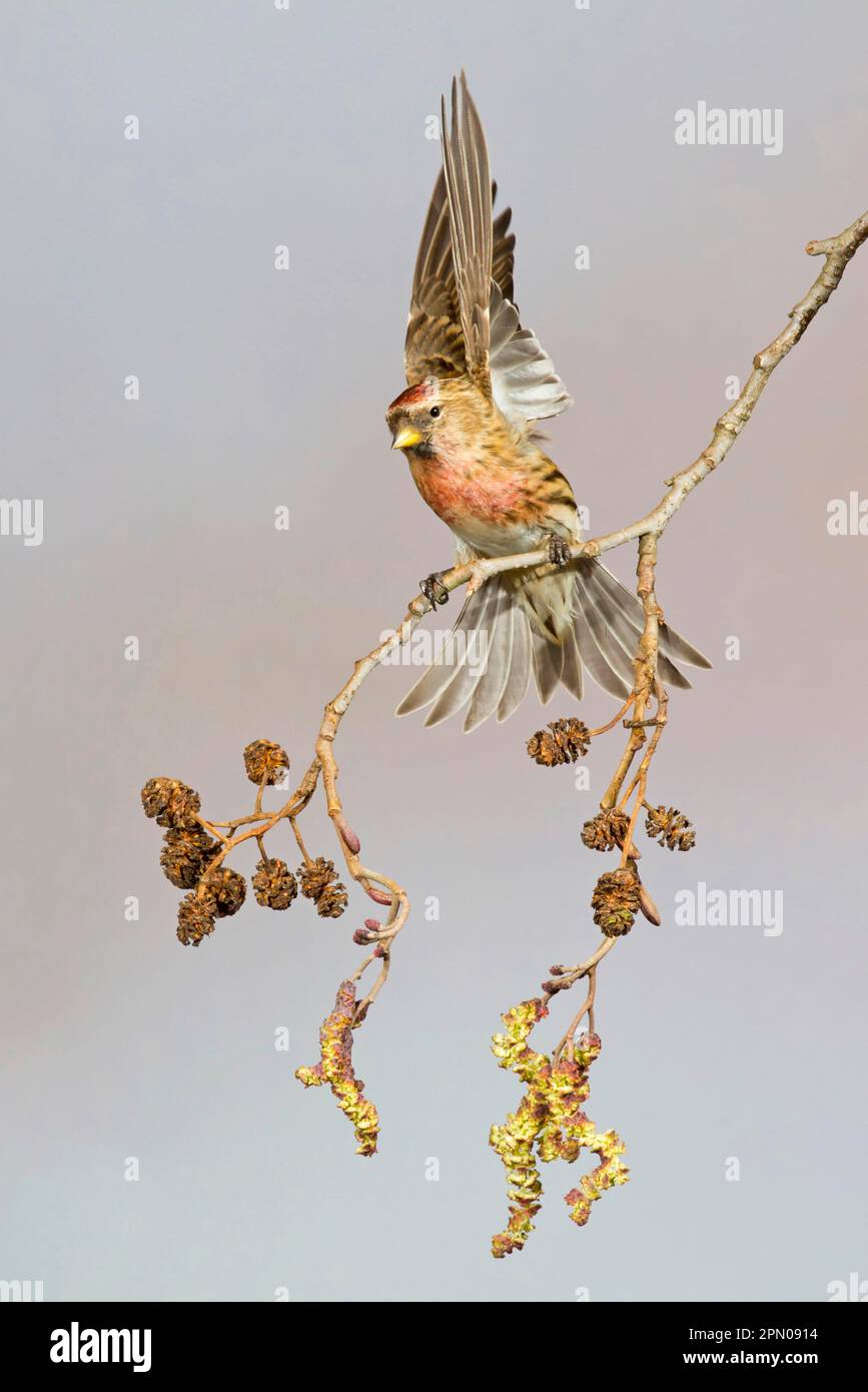 Adult male lesser redpoll (Carduelis cabaret) entering breeding plumage ...