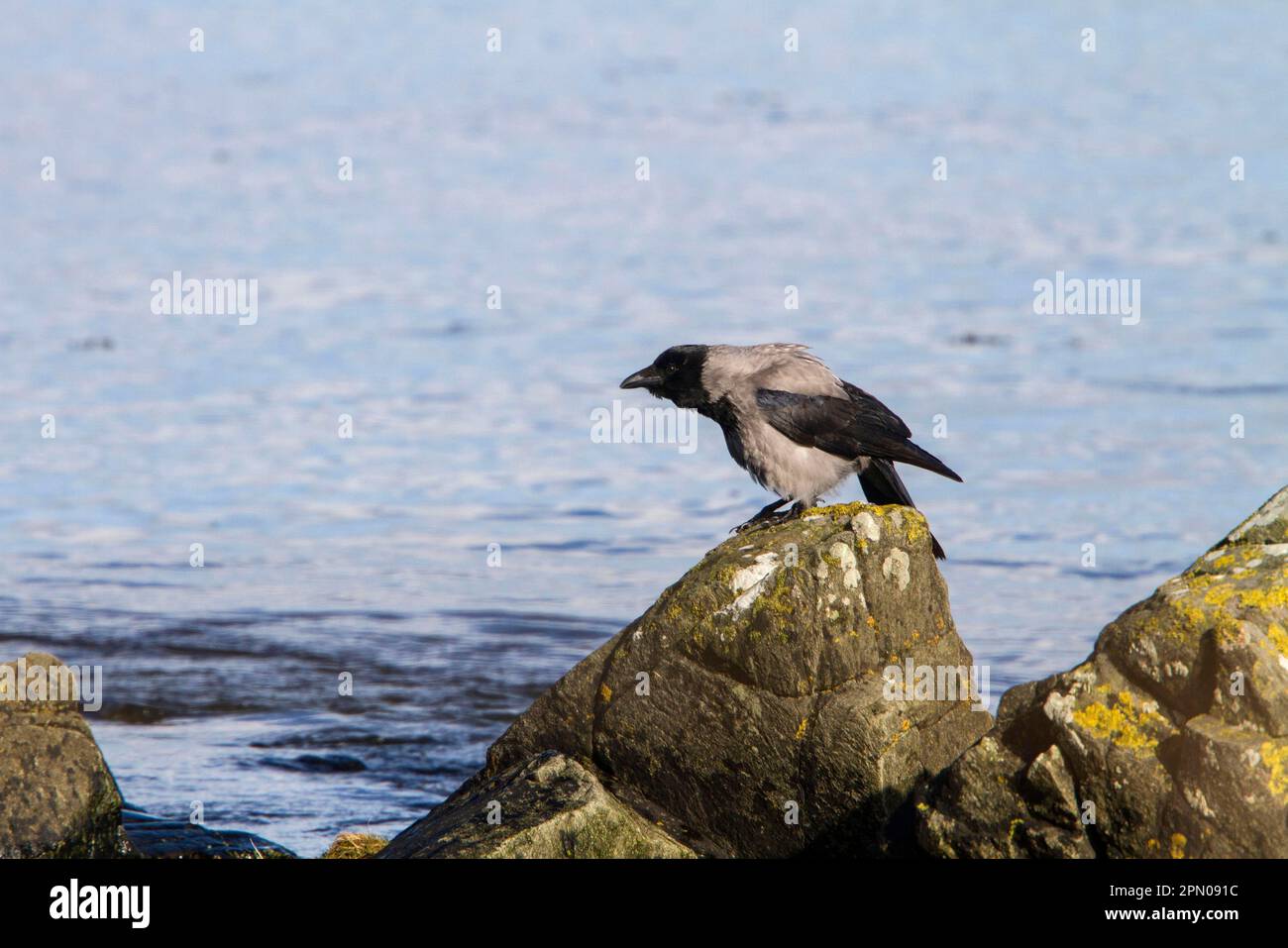 Hooded Crow, hooded crows (Corvus cornix), Crow, Corvids, Songbirds ...