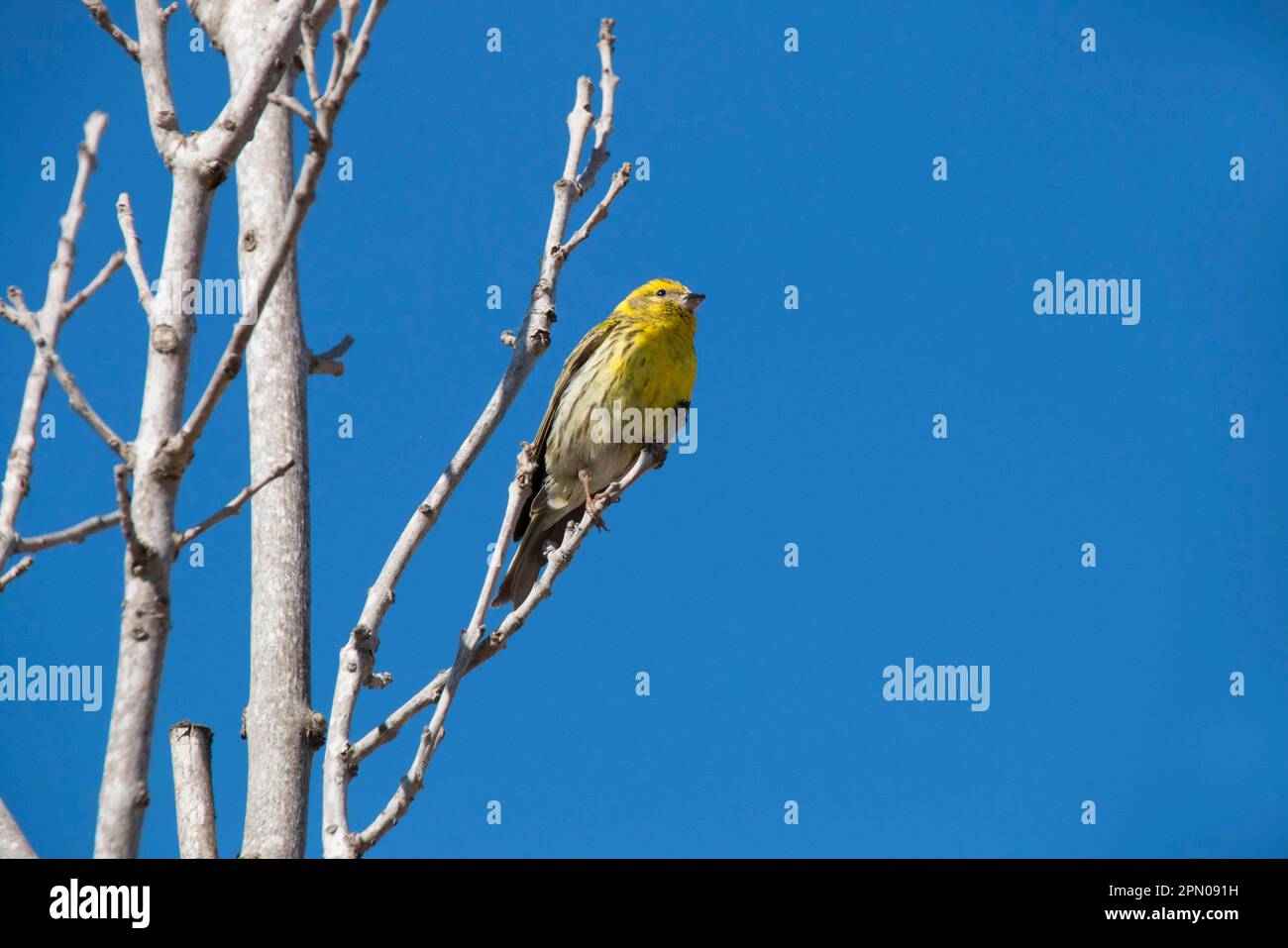 European Serin, Girlitzs, Songbirds, Animals, Birds, Male Serin, Spain ...
