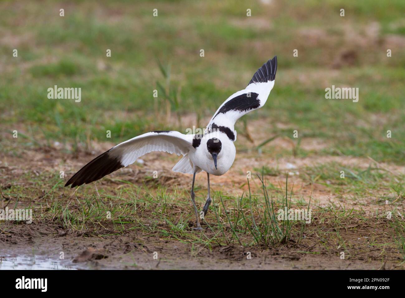 Recurvirostra avocetta, Avocet, Animals, Birds, Waders, Breeding Avocet ...