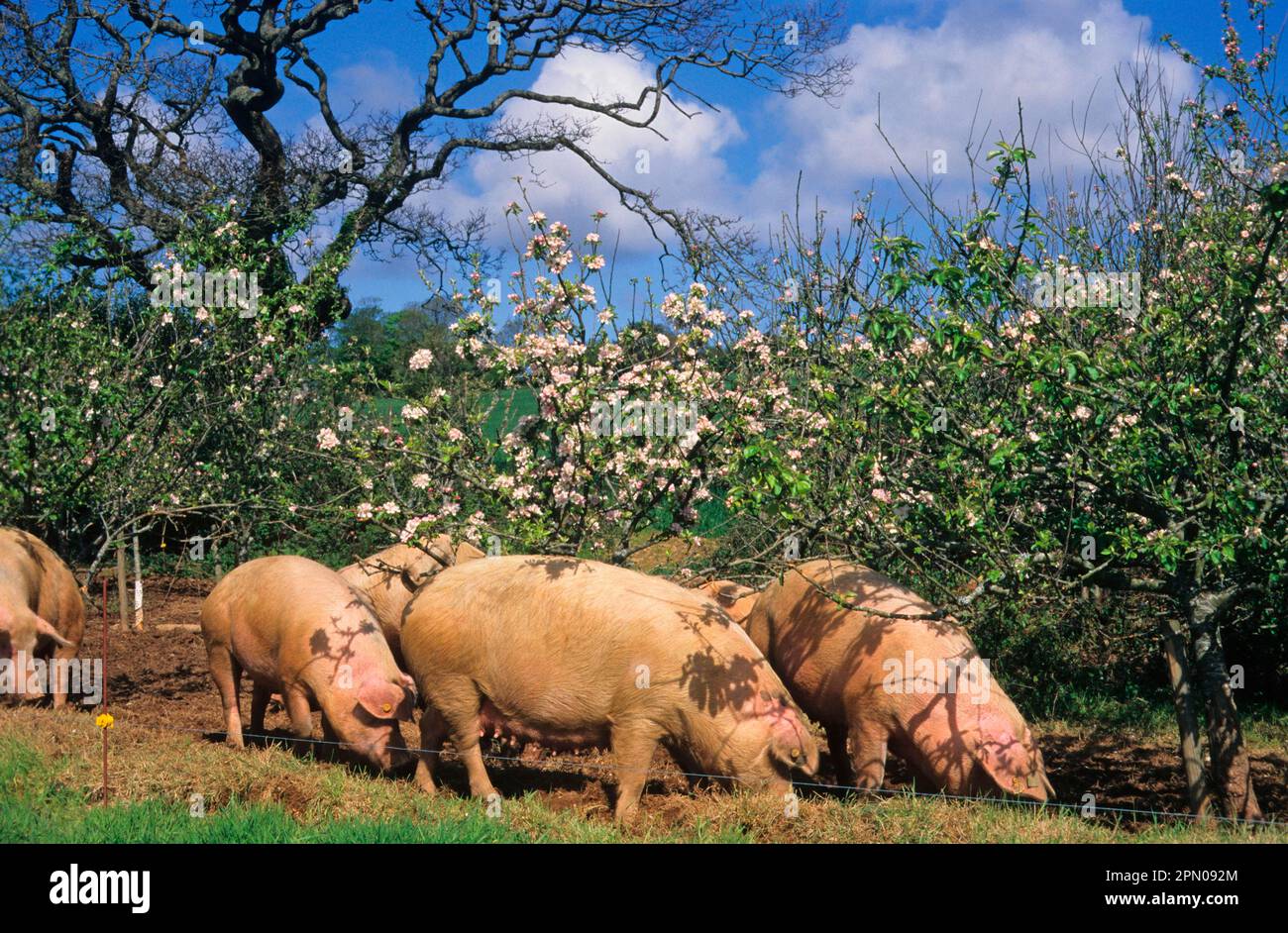 Orchard pig foraging hi-res stock photography and images - Alamy