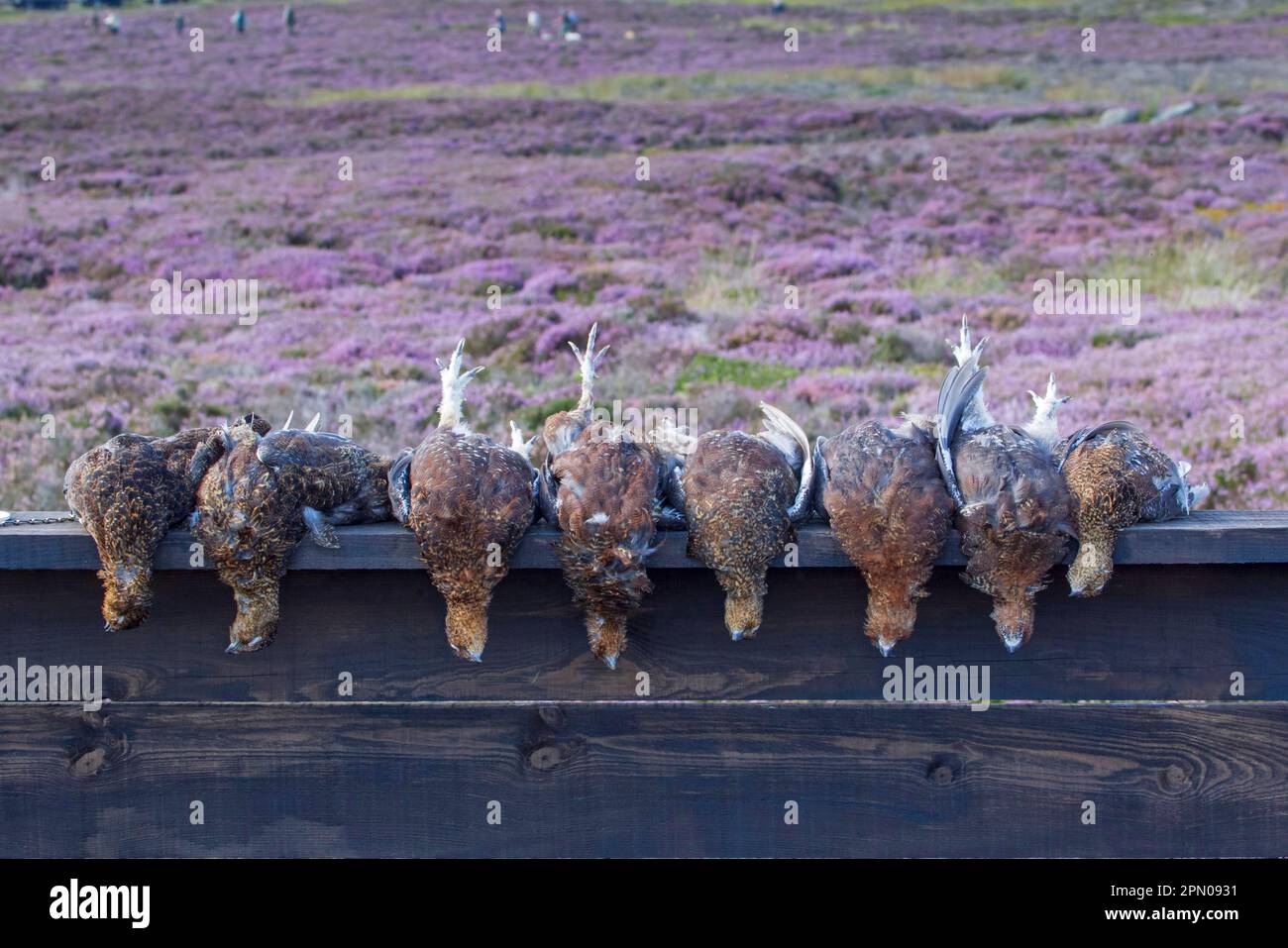 Scottish Grouse, red grouses (Lagopus lagopus scoticus), Ptarmigan ...