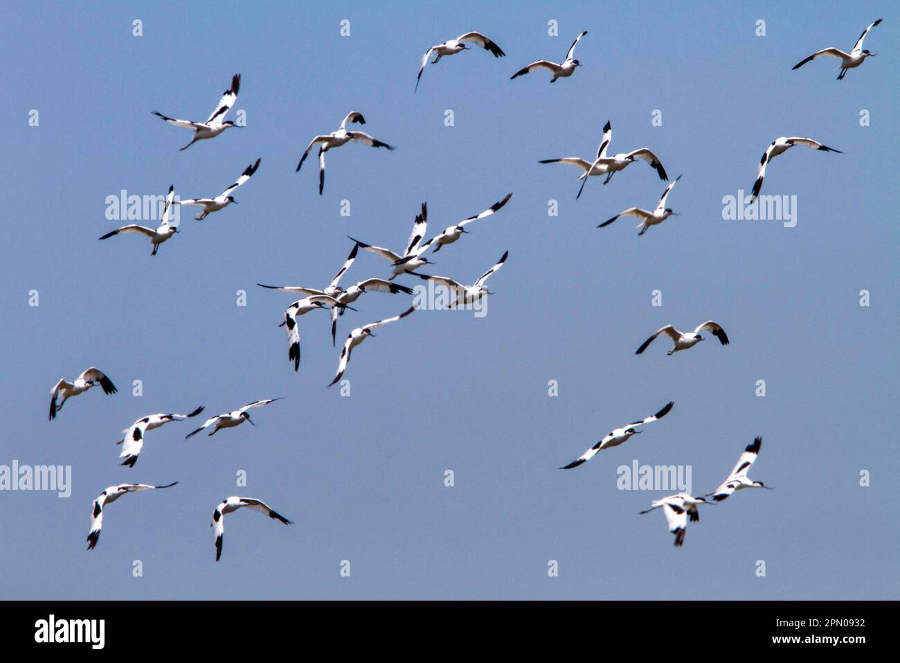 Recurvirostra avocetta, Avocets, Animals, Birds, Waders, Flying flock ...
