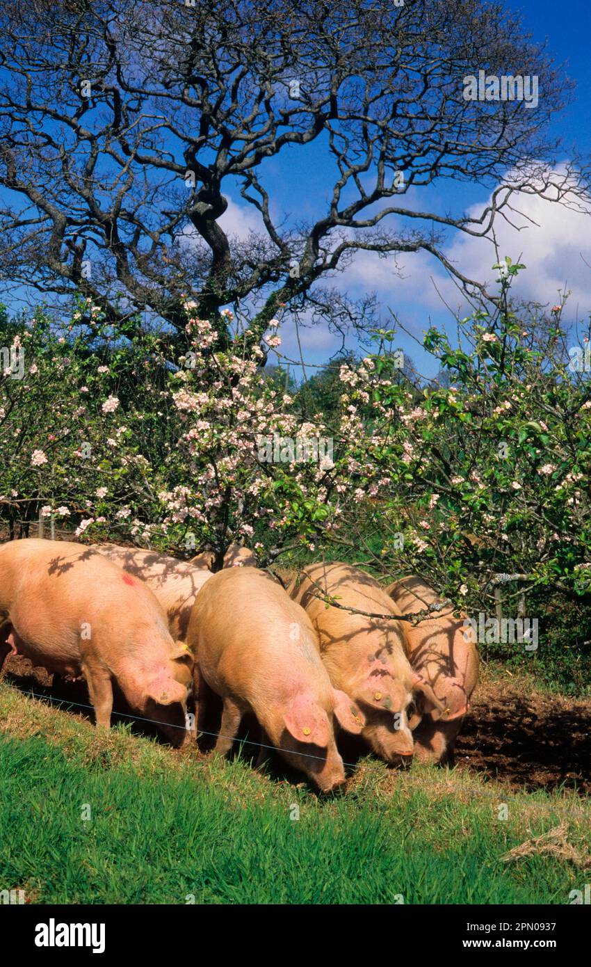 Domestic pig, Large White x Duroc sows, rooted in flowering orchard ...