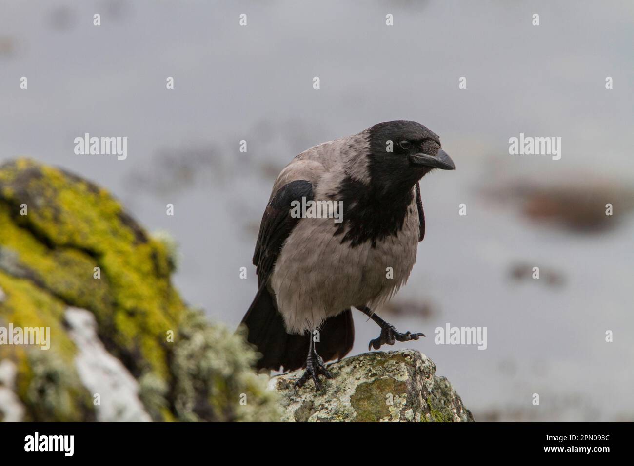 Hooded crow scotland hi-res stock photography and images - Alamy