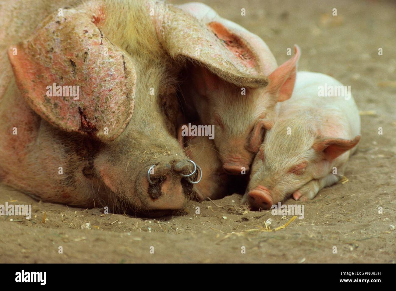 Pig nose ring hi-res stock photography and images - Alamy