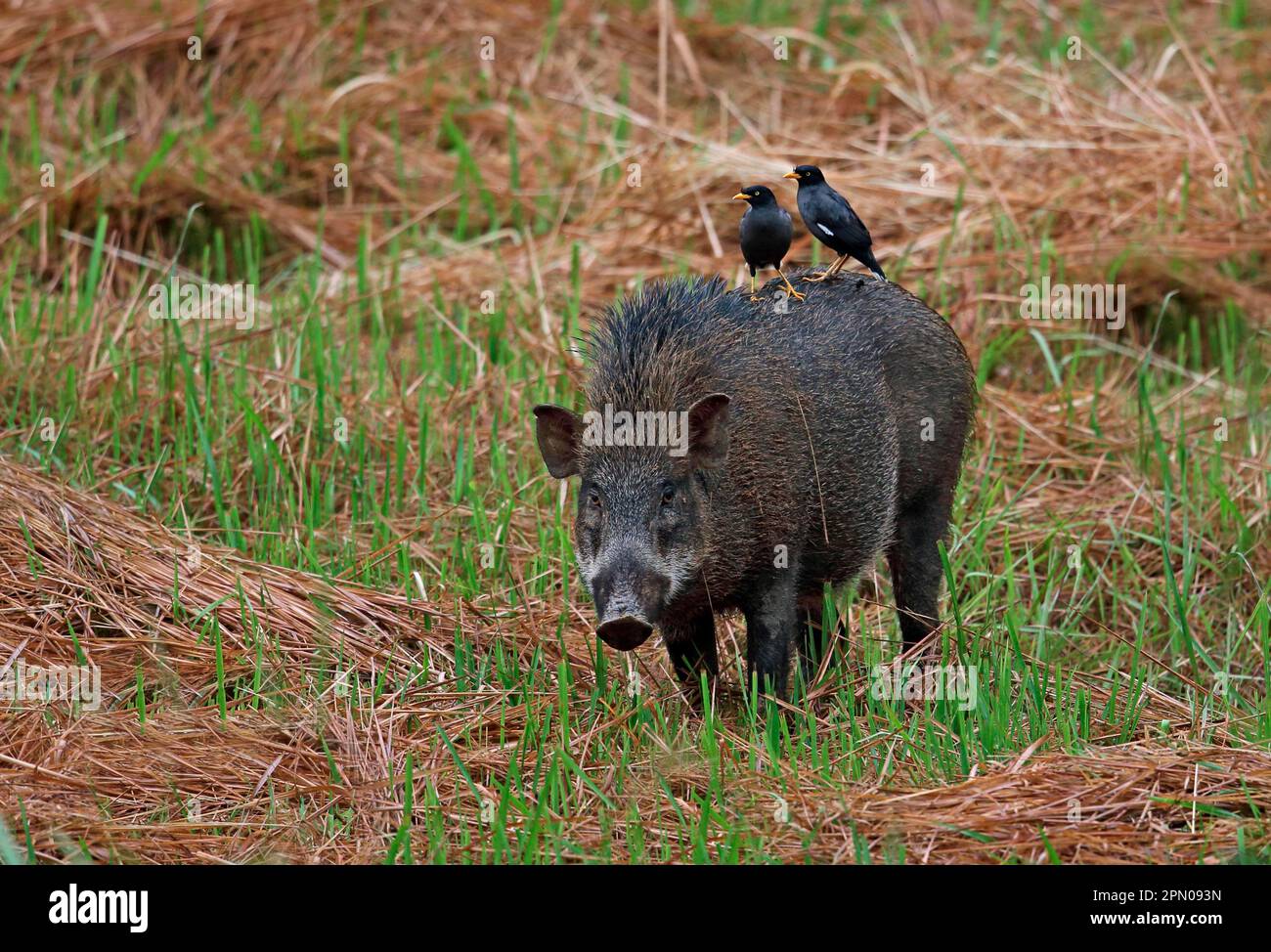 Javan Myna (Acridotheres javanicus) two adults, hunting for parasites ...