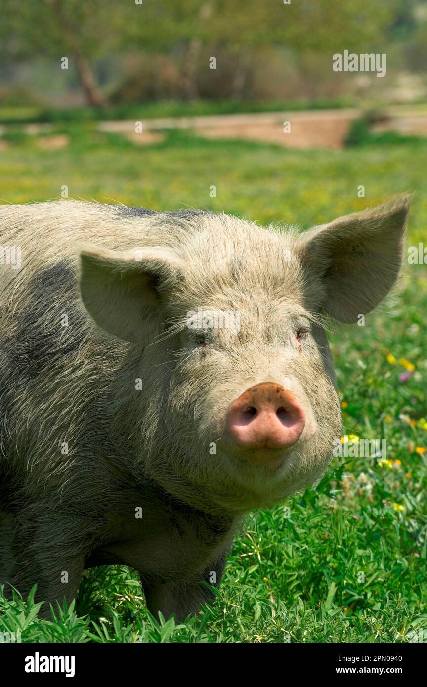 Adult domestic pig hi-res stock photography and images - Alamy