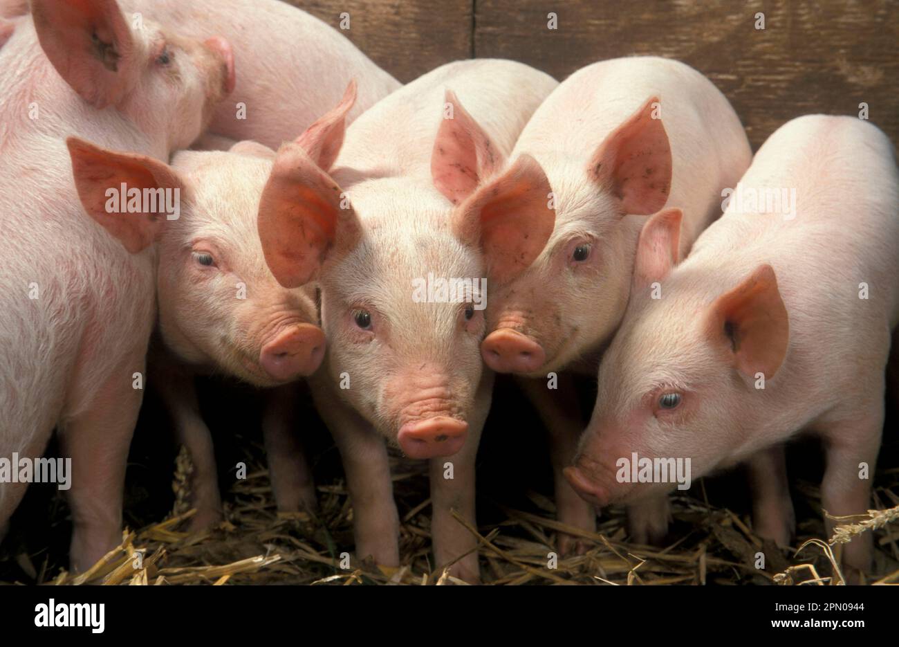 Domestic pig, six-week-old piglets, on straw bedding Stock Photo - Alamy