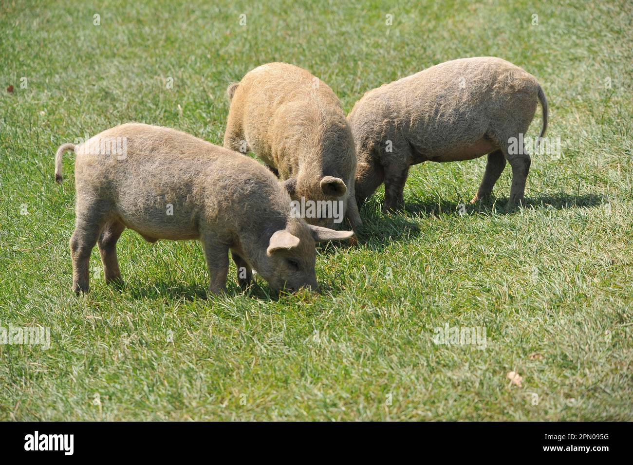 Lincolnshire curly coat piglets hi-res stock photography and images - Alamy