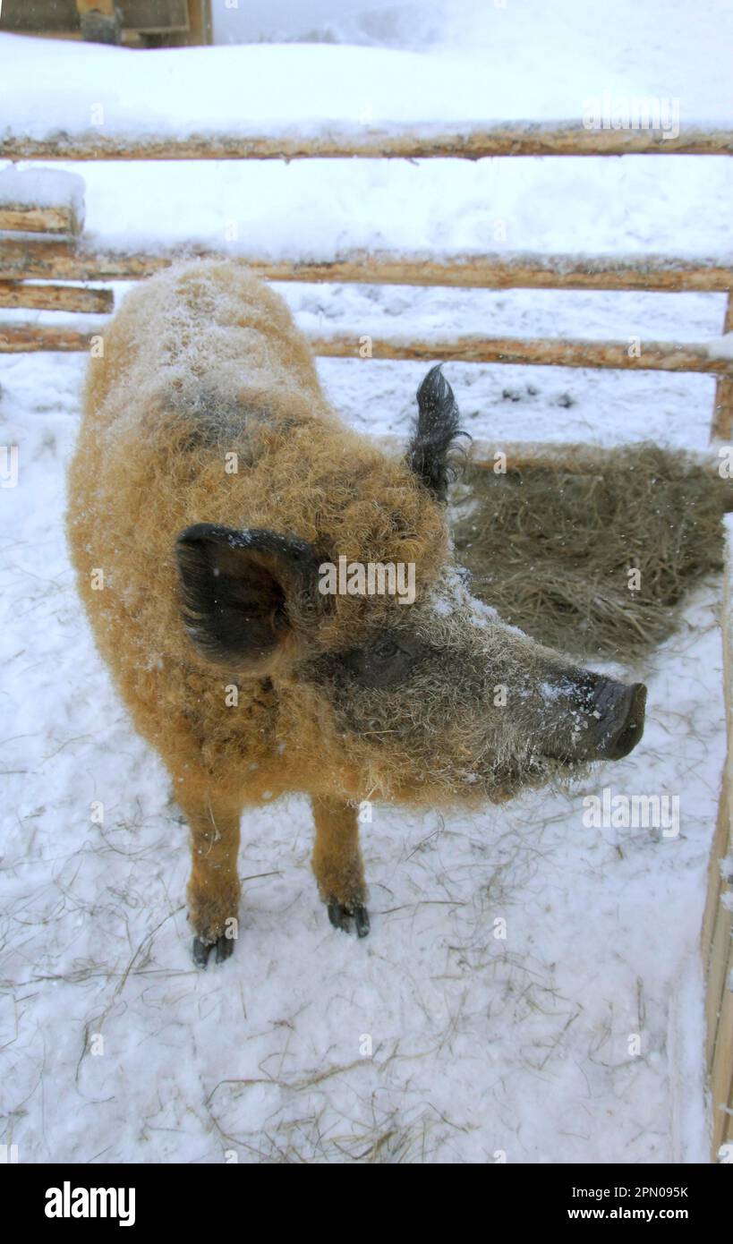 Domestic pig, Mangalitsa sow, standing in the snow, Yllas, Lapland ...