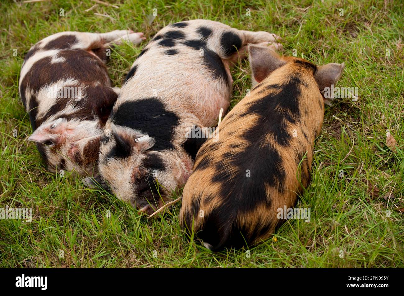 Domestic pig, Kune Kune, three piglets, sleeping on grass, Warwickshire ...