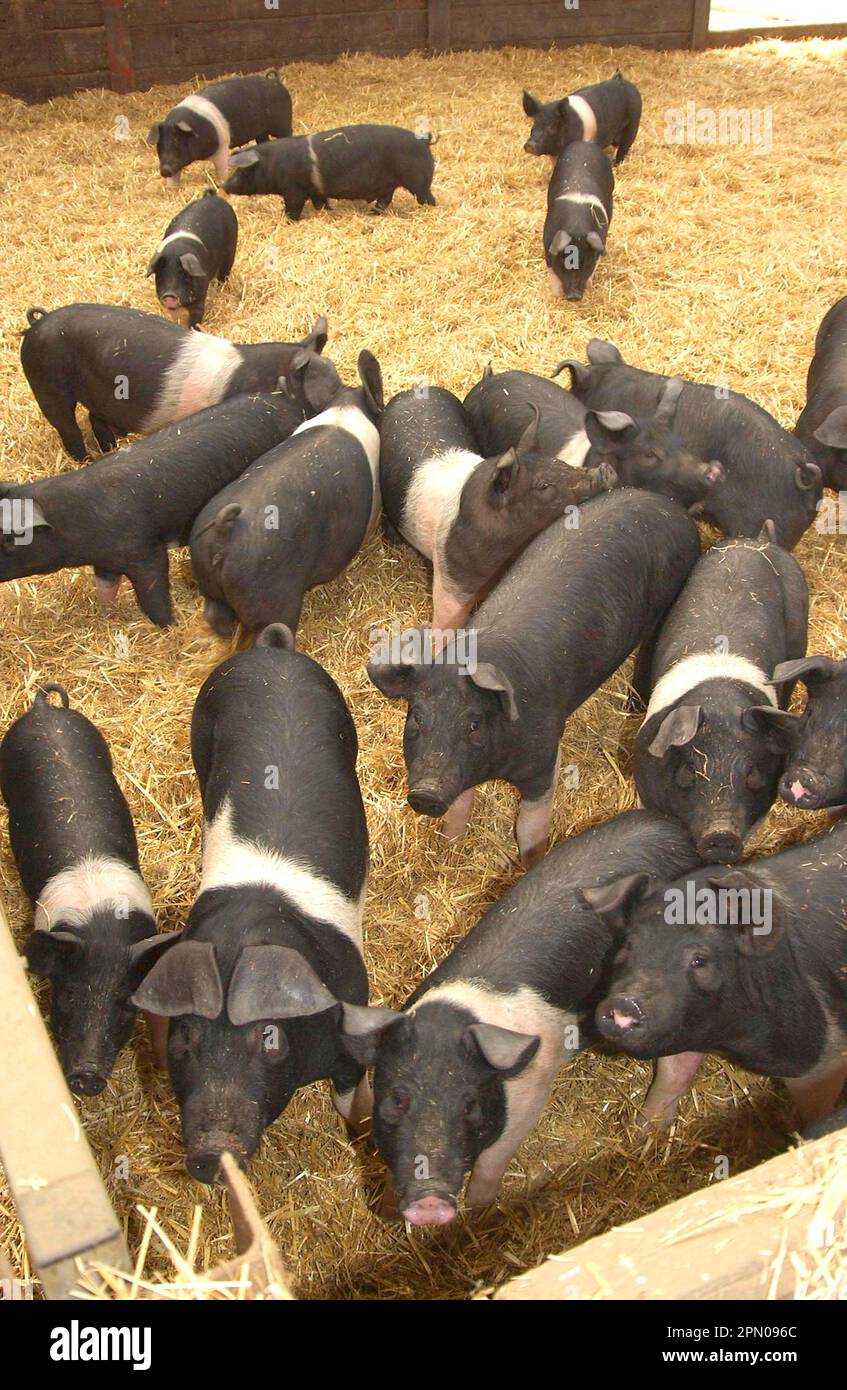 Domestic Pig, saddleback type weaner piglets, reared in straw yards ...