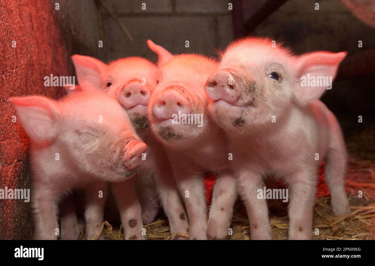 Domestic Pig, Middle White piglets, standing under heat lamp, England ...
