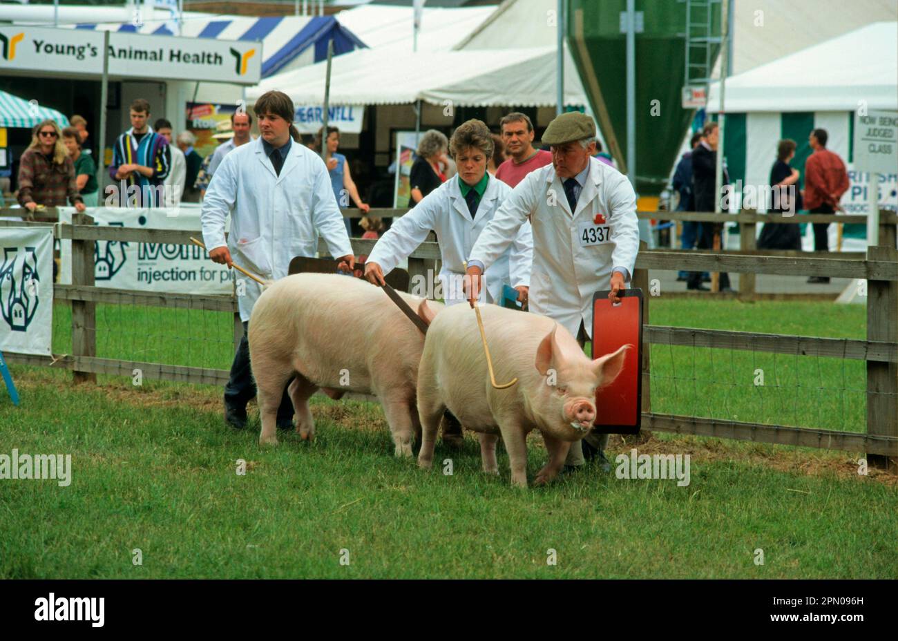 Domestic pig, mid-white boar and sow, with farmers in show ring at ...
