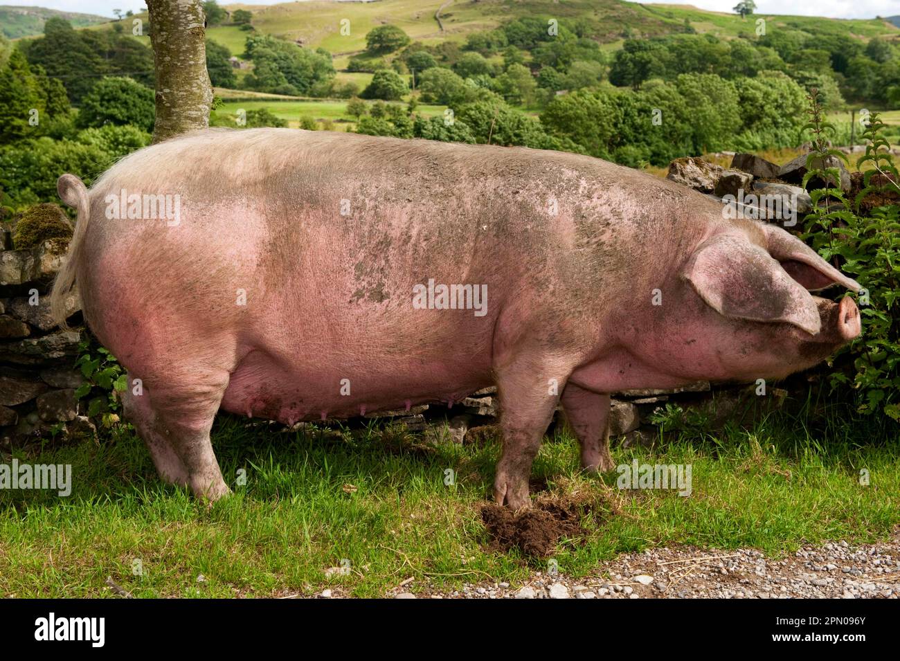 Domestic pig, British Lop sow, standing next to dry stone wall, Cumbria ...