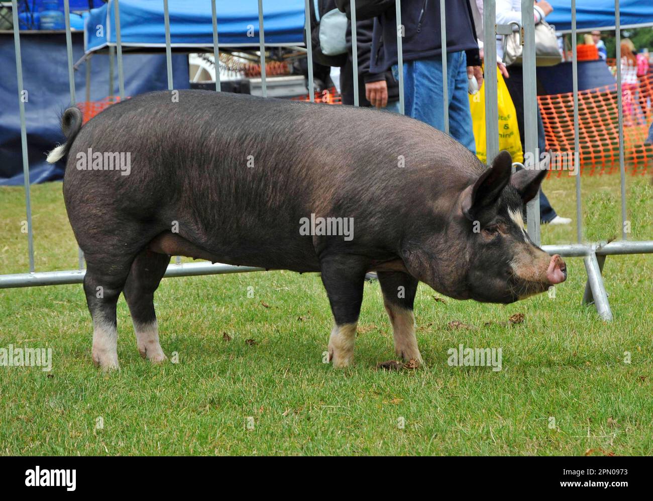Domestic Pig, Berkshire gilt, interbreed champion, Kent Show, England ...
