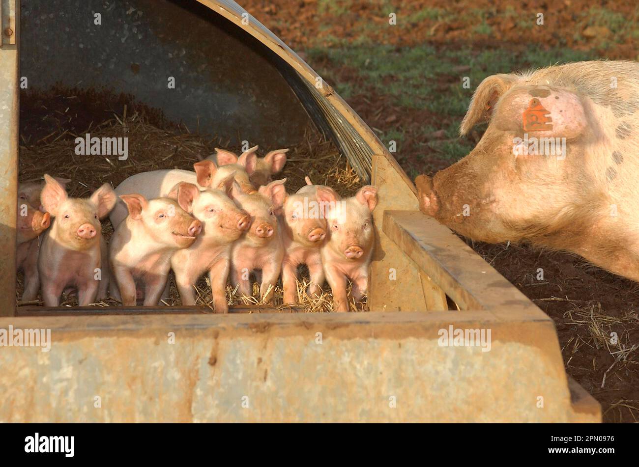 Domestic Pig, sow with one-week old piglets, standing at entrance to ...
