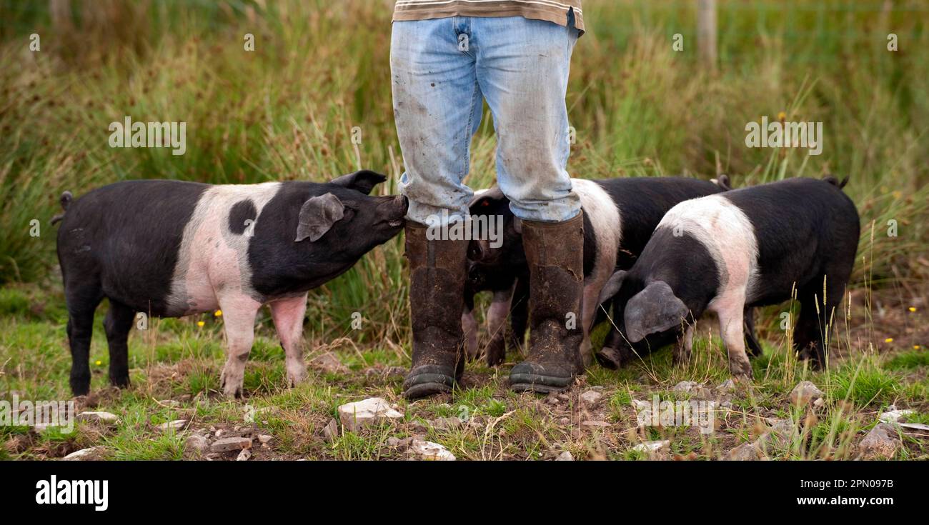 Domestic pig, British Saddleback piglet, gathered around a farmer's ...
