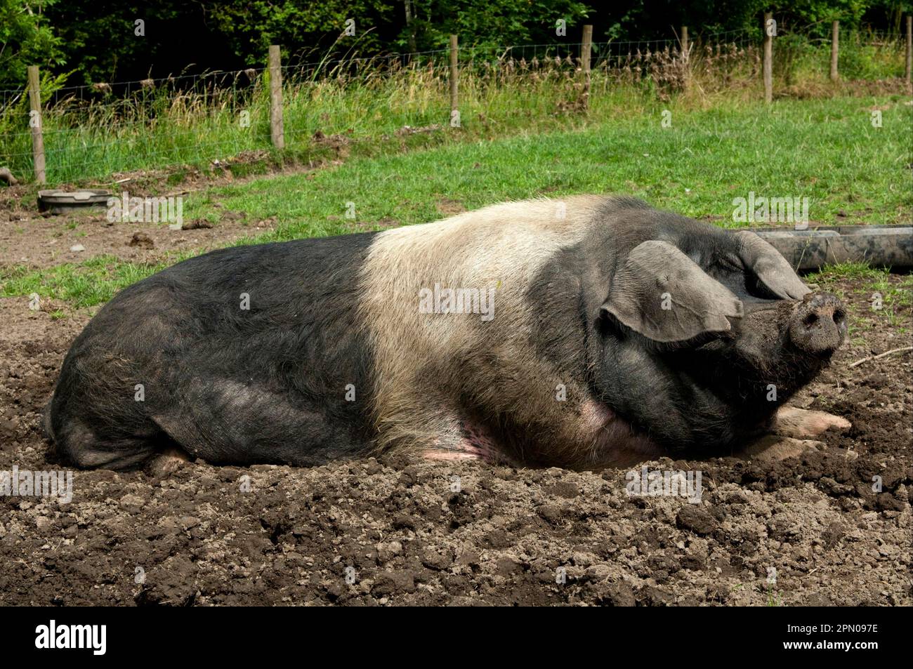 Domestic pig, British Saddleback, free-range pig, wallowing in mud ...