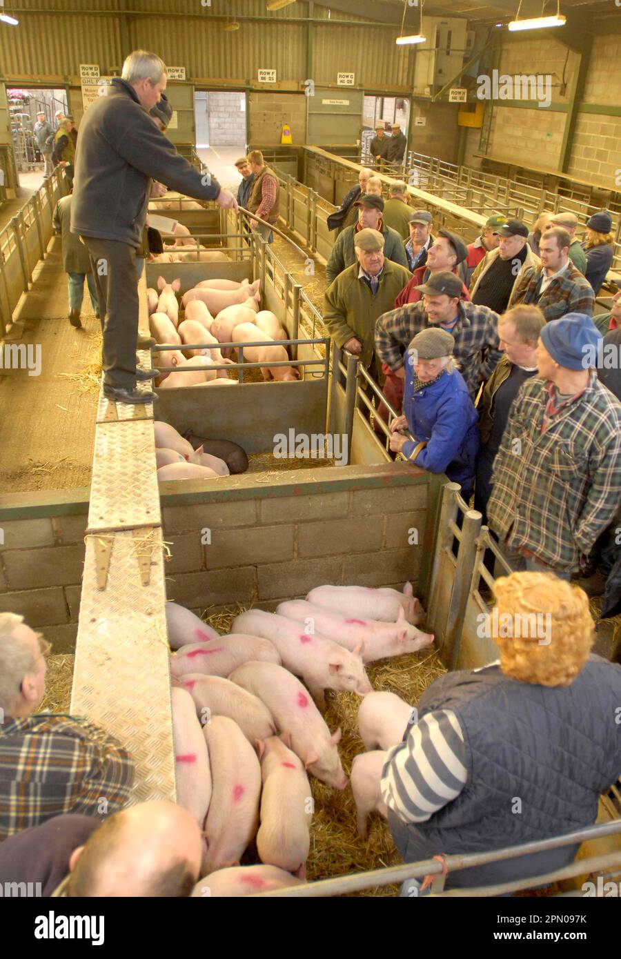 Domestic Pig, piglets being sold at market, Chelford Market, Cheshire ...