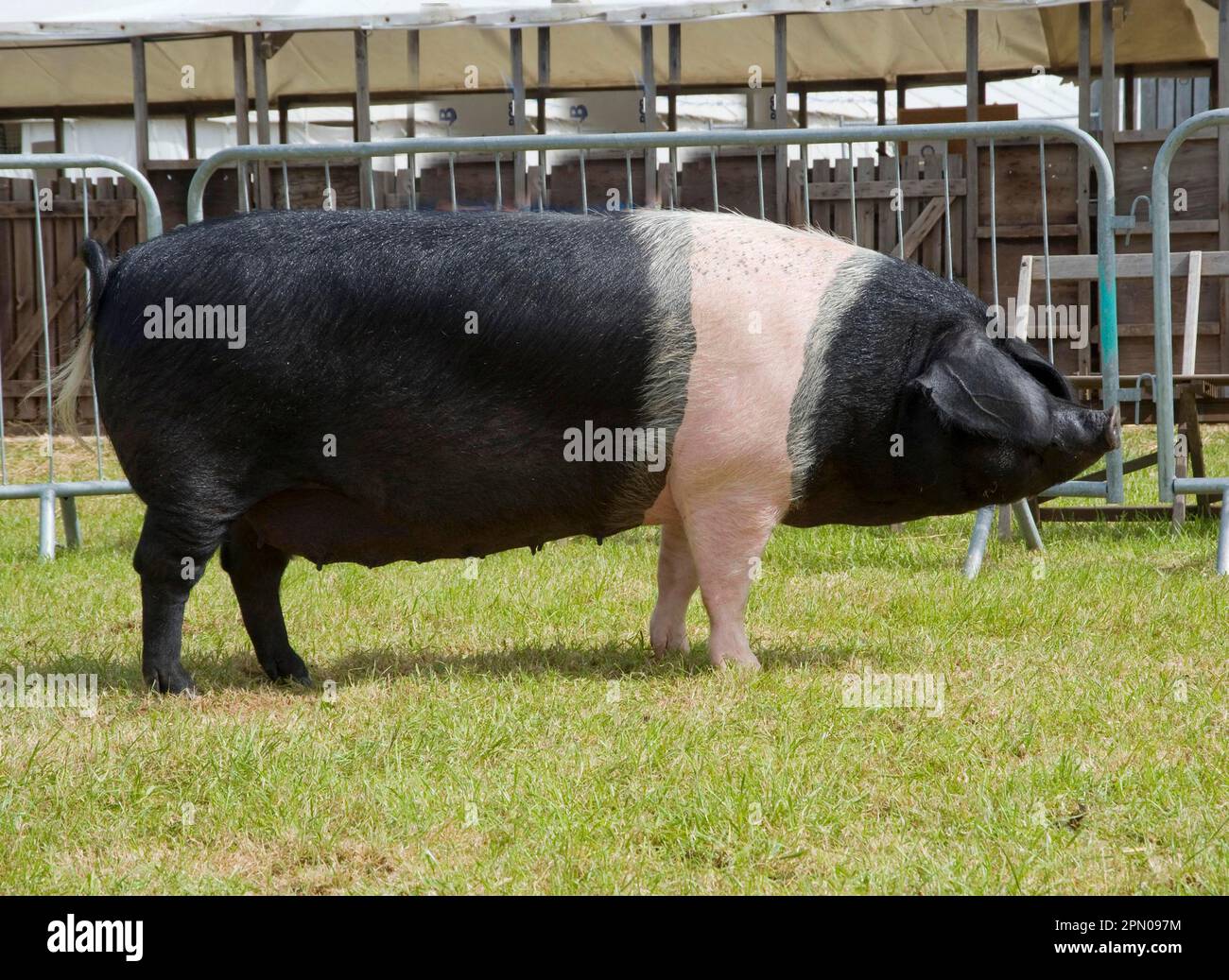 Devon pig hi-res stock photography and images - Alamy