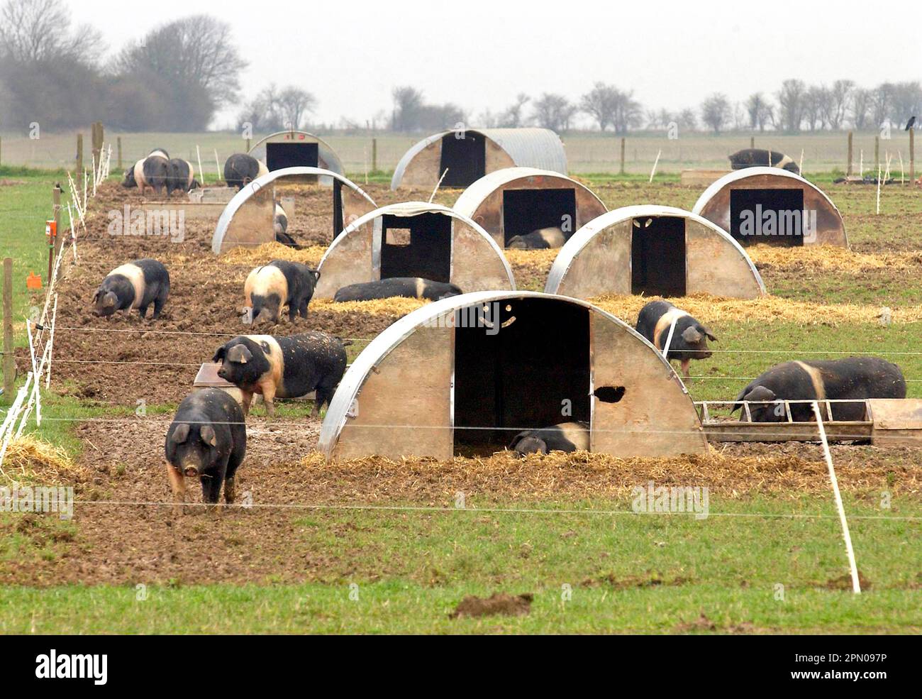 Domestic Pig, saddleback type adults, with arcs on outdoor unit ...