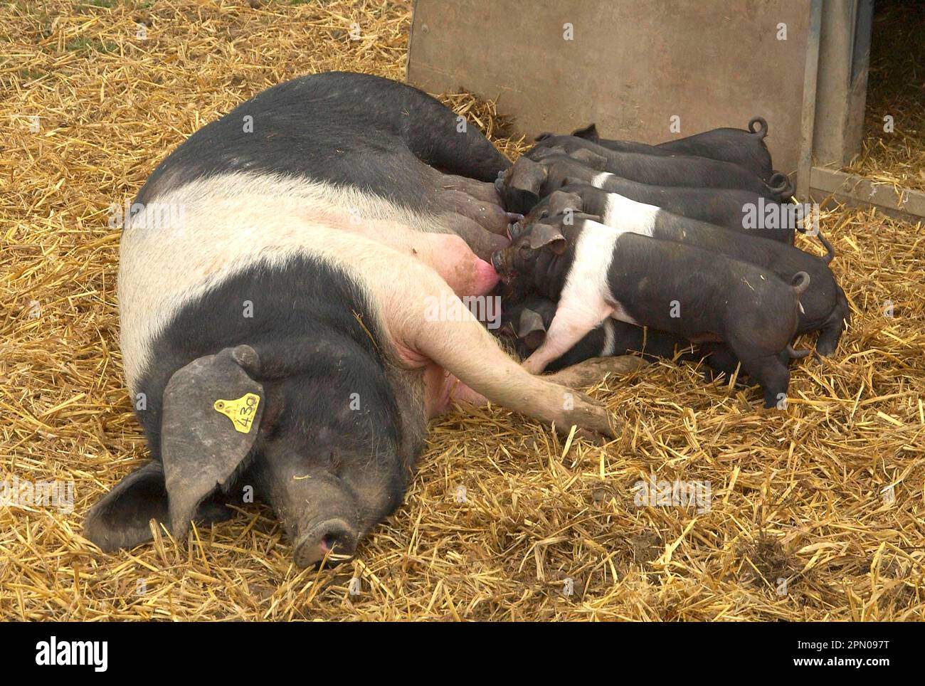 Domestic Pig, British Saddleback, sow with three-week old piglets ...