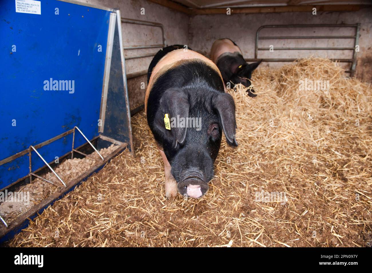 Domestic pig, British Saddelback and Hampshire pigs (with prickly ears ...