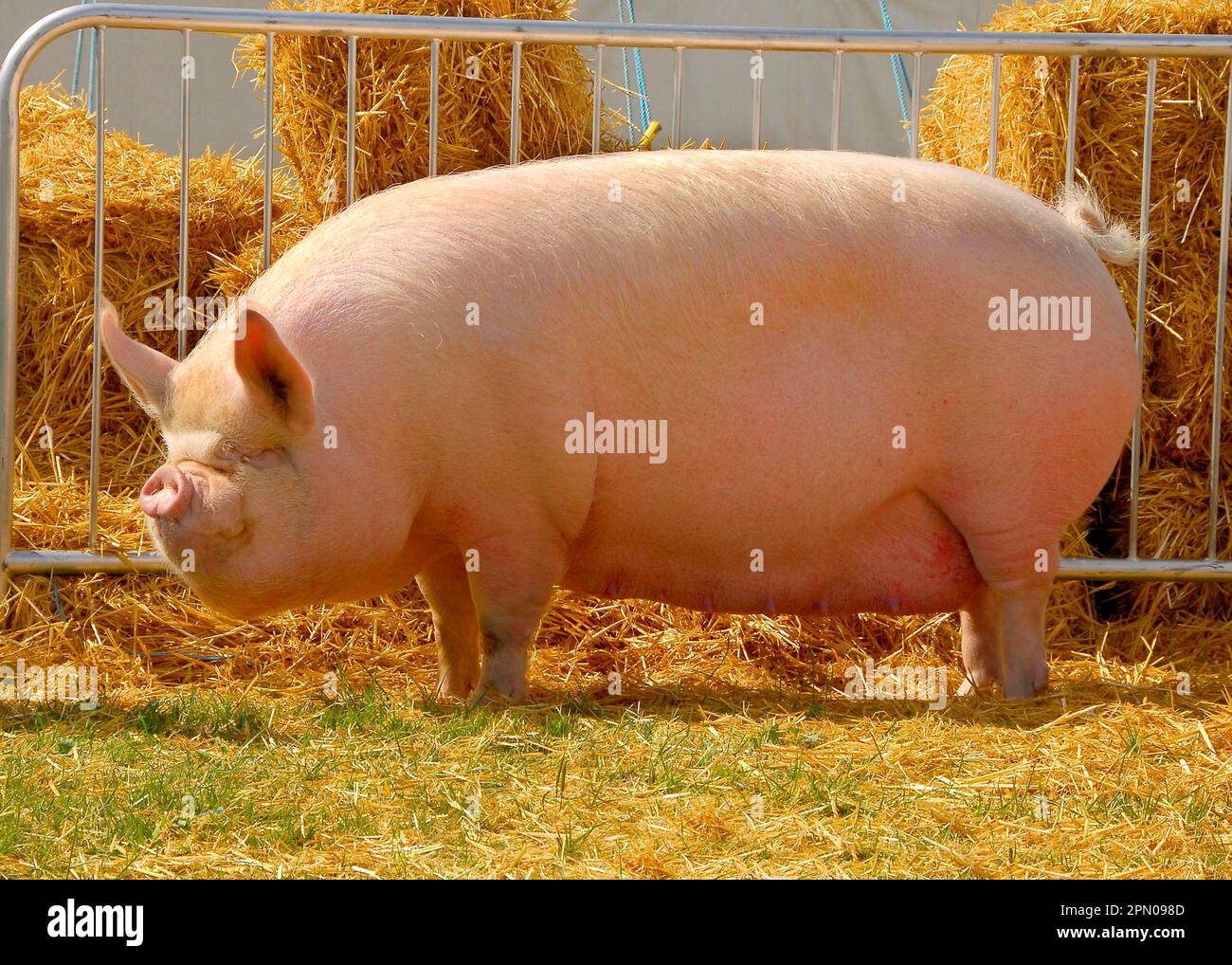 Domestic Pig, Middle White sow, 'Woodlands Lady', interbreed champion ...