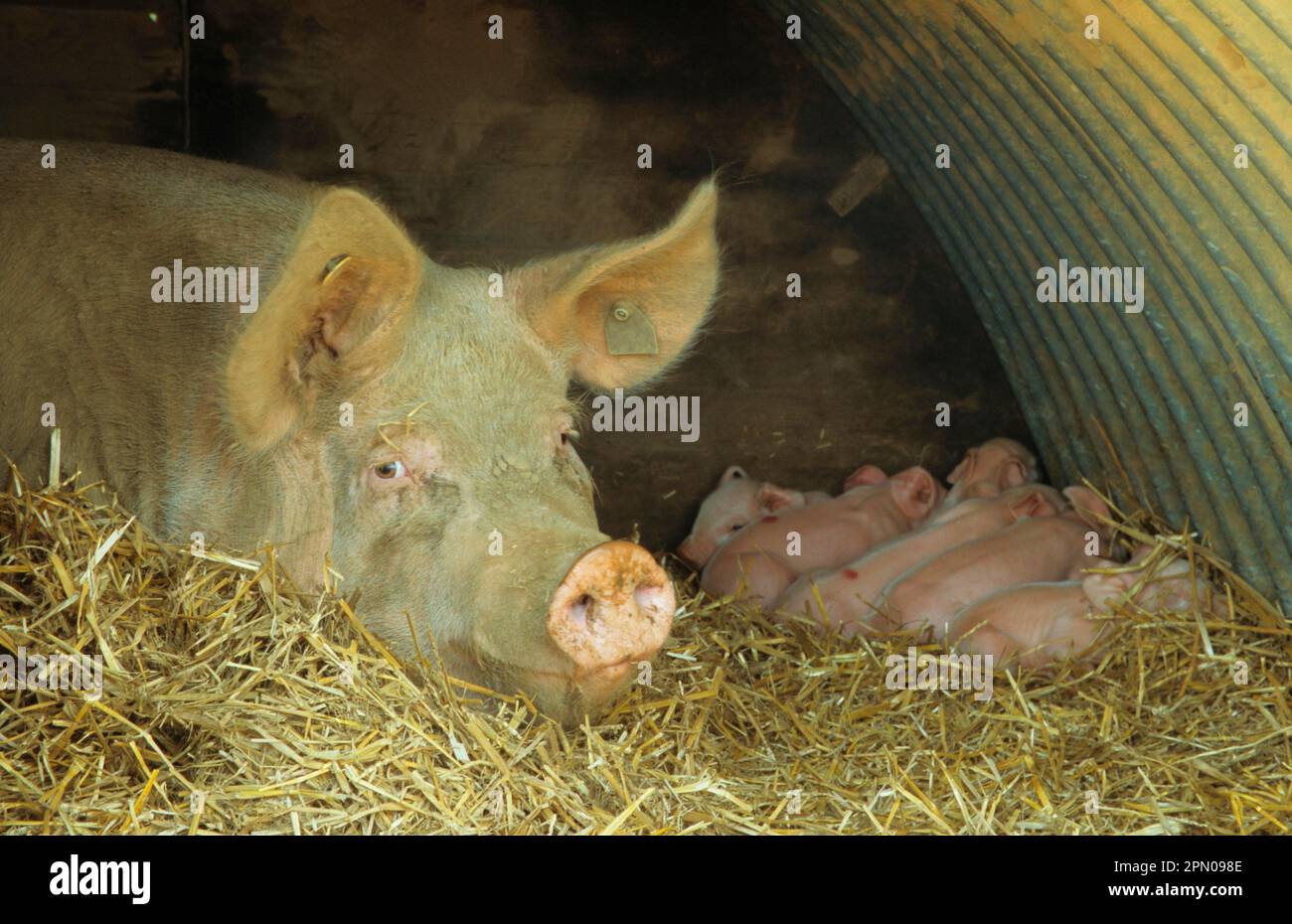 Domestic pig, Large White cross, sow with piglets, resting in arch on ...