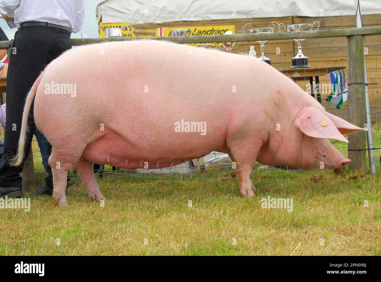 Domestic Pig, British Lop sow, 'Penllwyn Lulu 8, reserve champion of ...