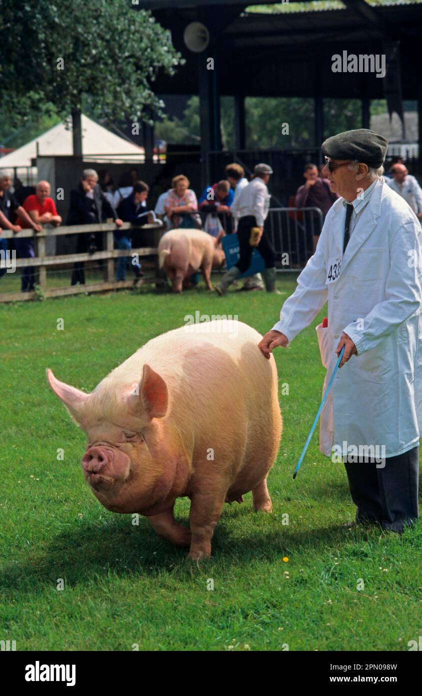 Domestic pig, medium white sow, with farmer in show ring at ...