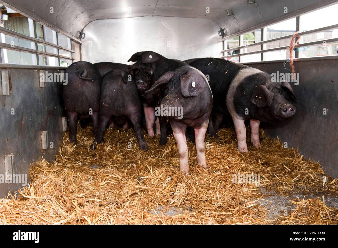 Domestic pig, British Saddleback piglet, loaded onto trailer to move to ...