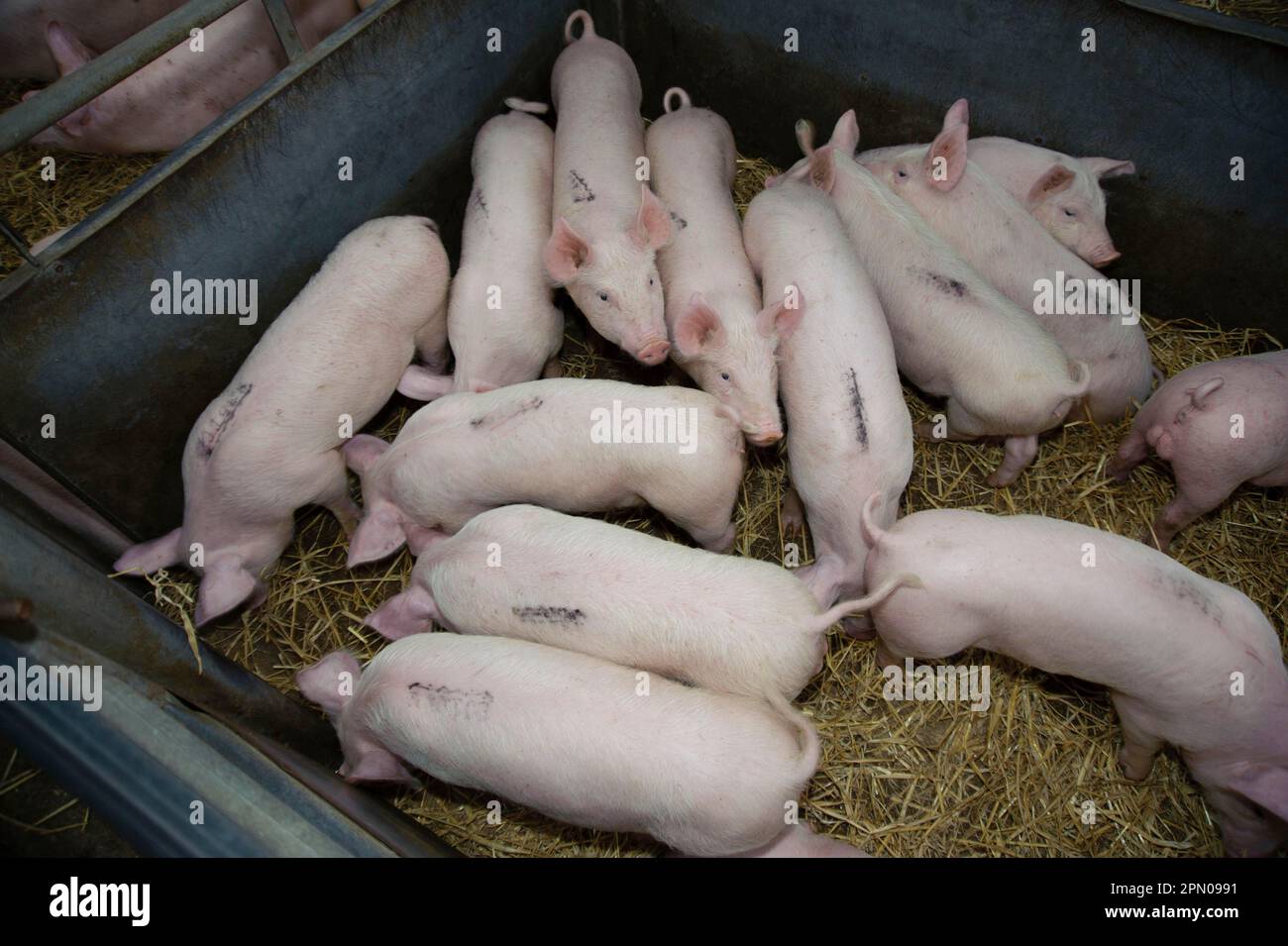 Domestic Pig, piglets with slap marks in market pen, England, United ...