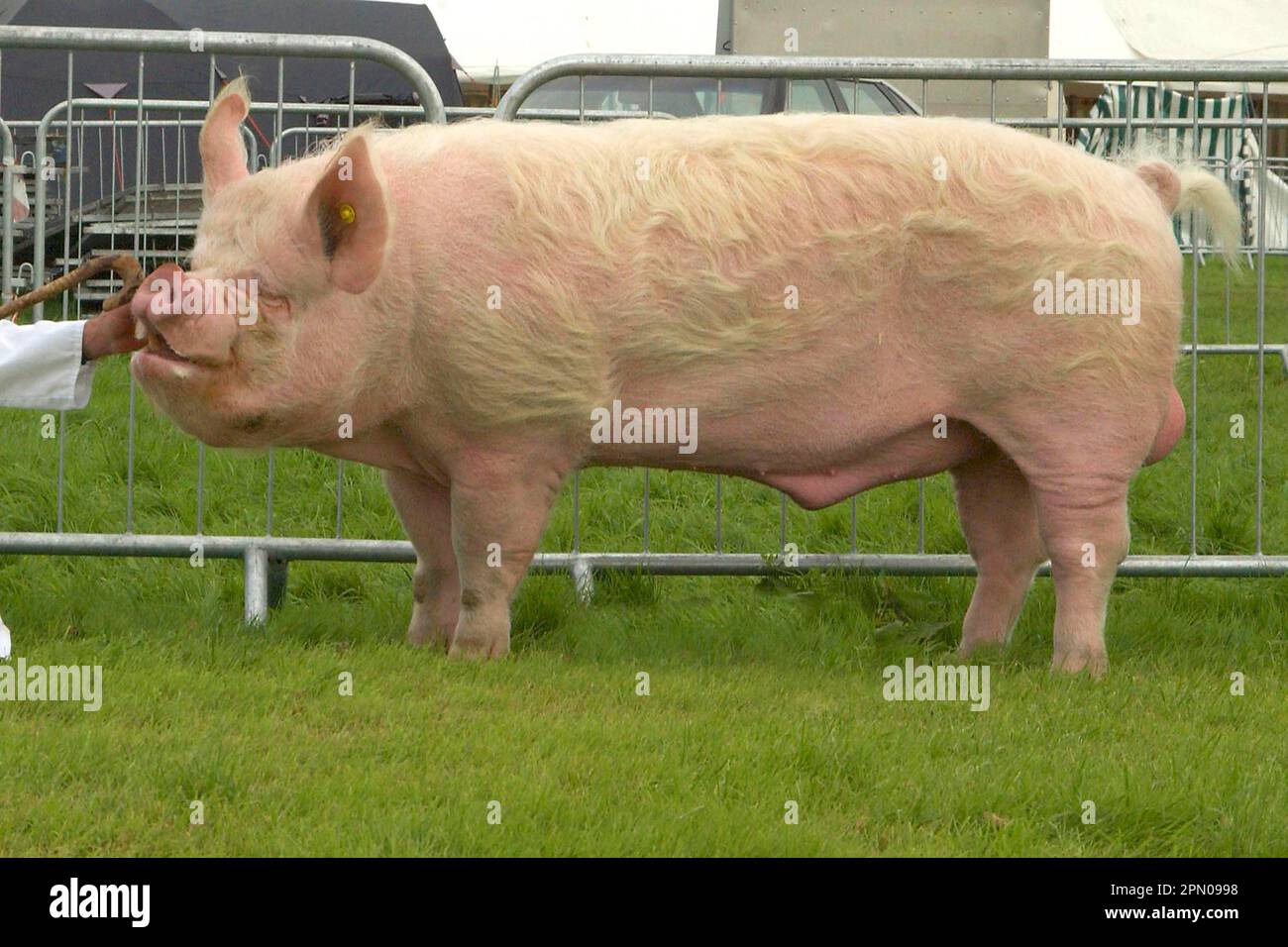 Domestic Pig, Middle White boar, eighteen-month old interbreed champion ...