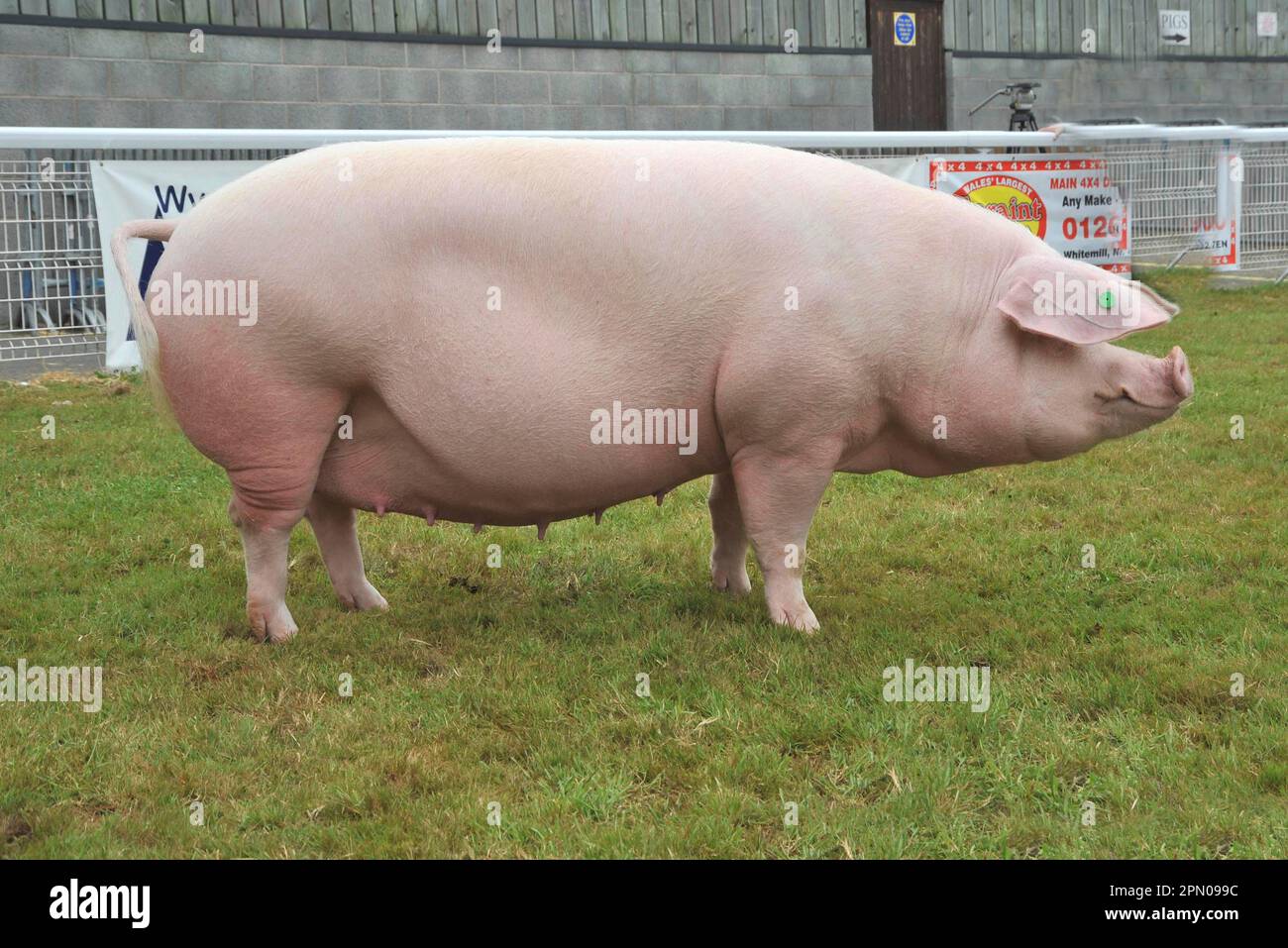 Domestic Pig, Welsh sow, 'Braemor Nina 4th', interbreed champion, Royal ... Domestic Pig, Welsh sow, 'Braemor Nina 4th', interbreed champion, Royal ...