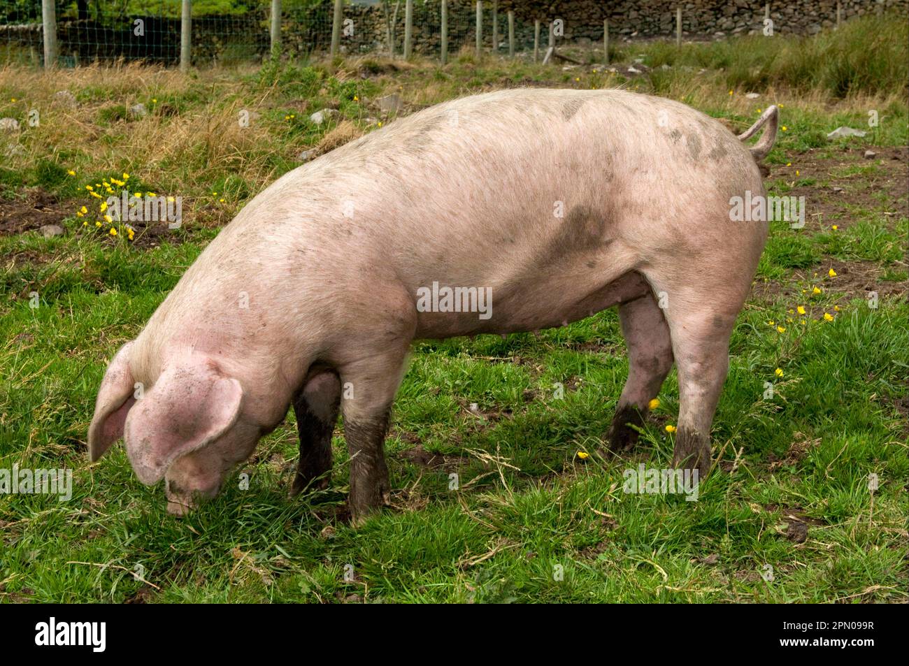 Domestic pig, British lop, free-range weanling, grazing on pasture ...
