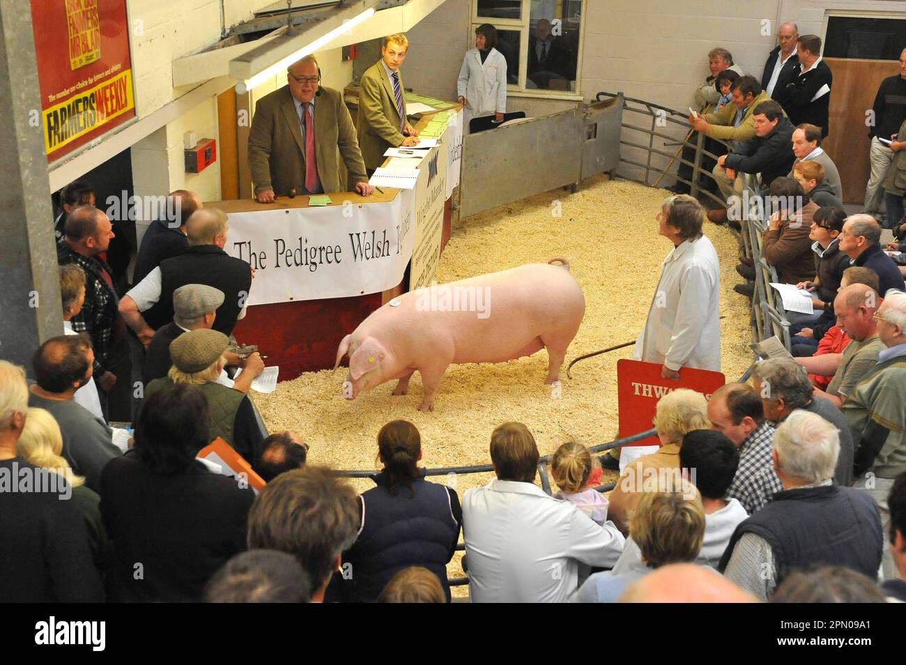 Domestic Pig, Welsh sow, being sold at market, Beeston, Cheshire ...