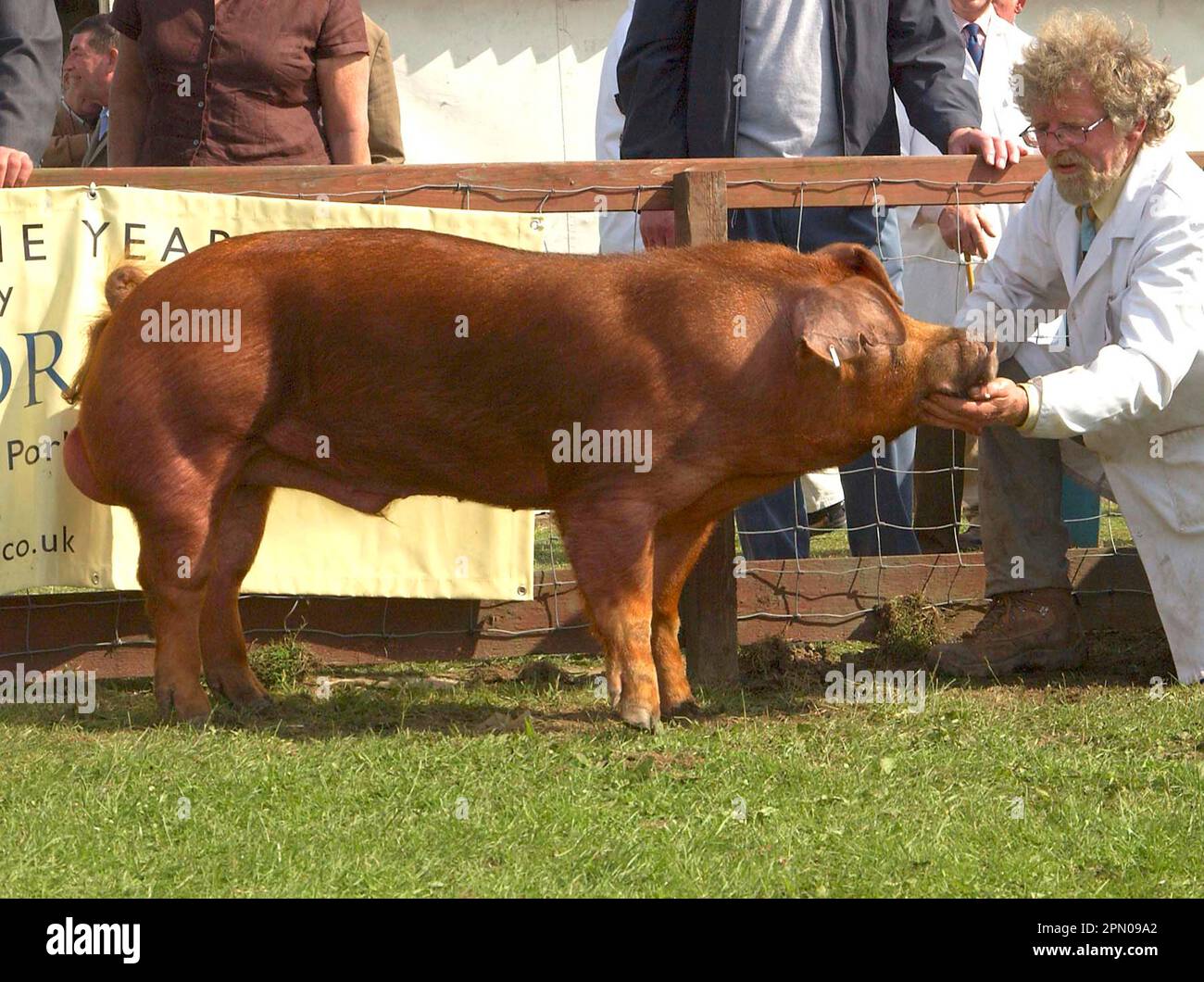 Yorkshire duroc hi-res stock photography and images - Alamy