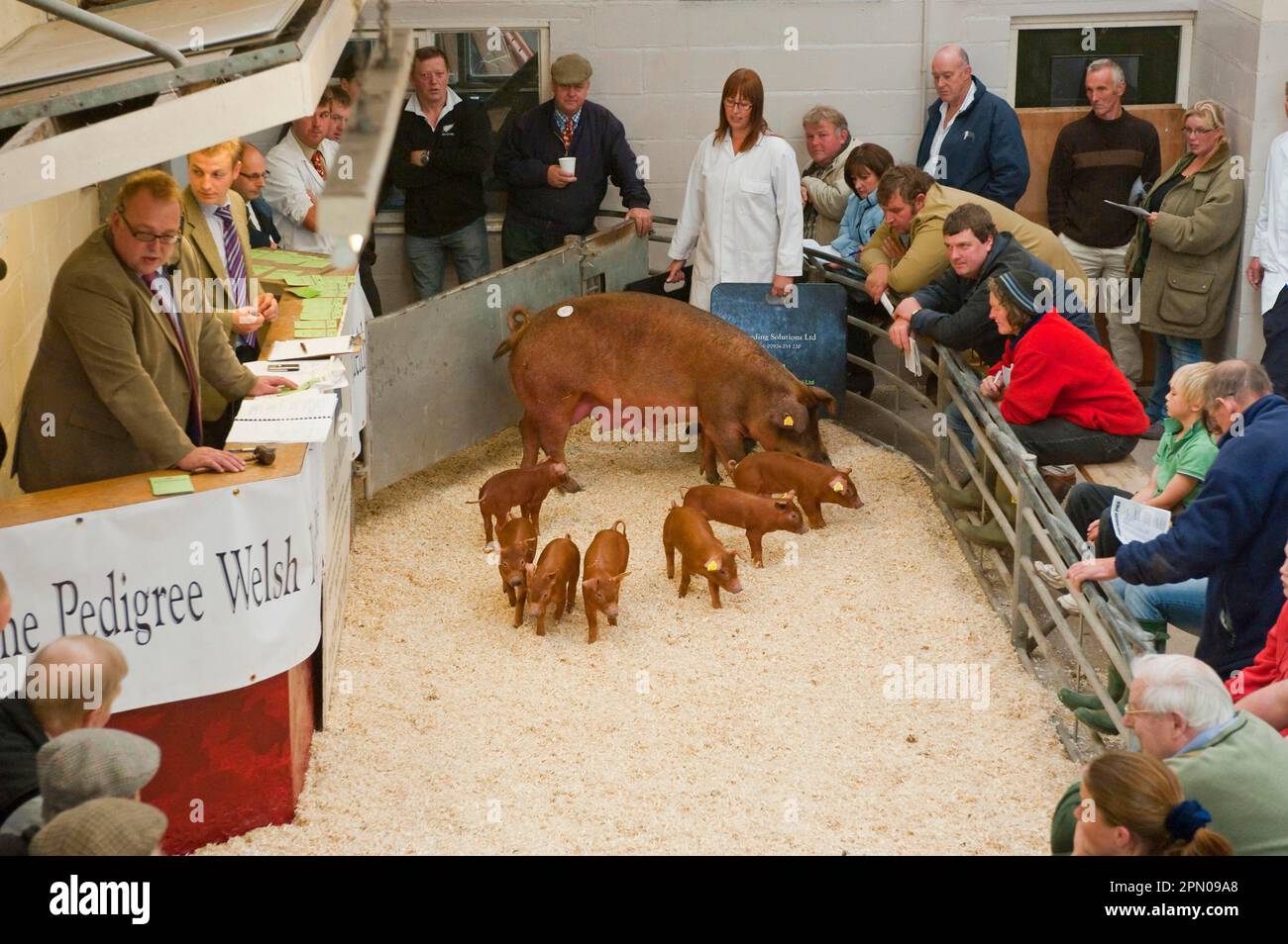 Domestic Pig, Duroc sow with piglets, being sold at market, Beeston ...