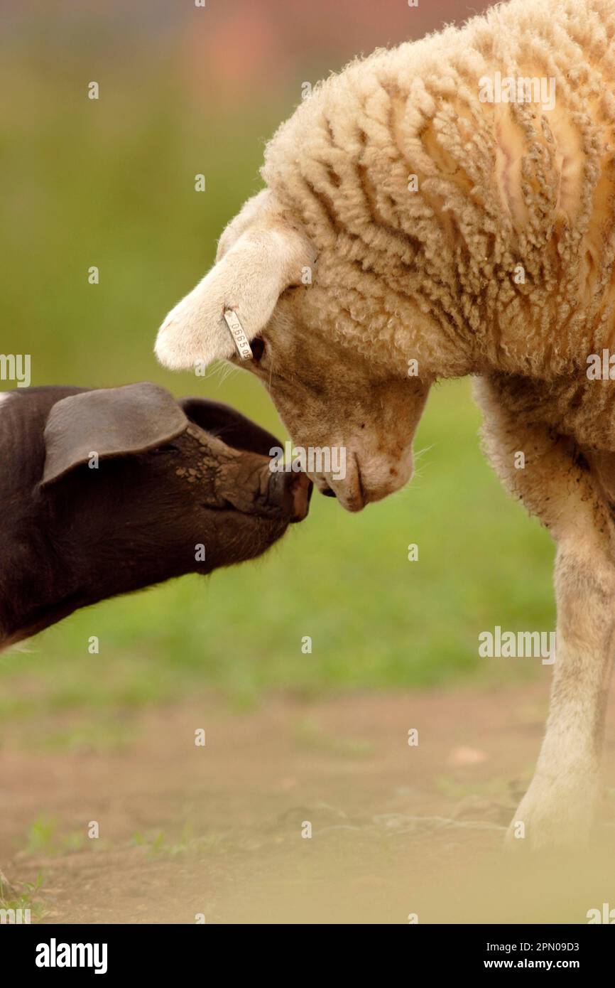 Domestic pig, British saddle piglet, with lamb sniffing each other, on ...